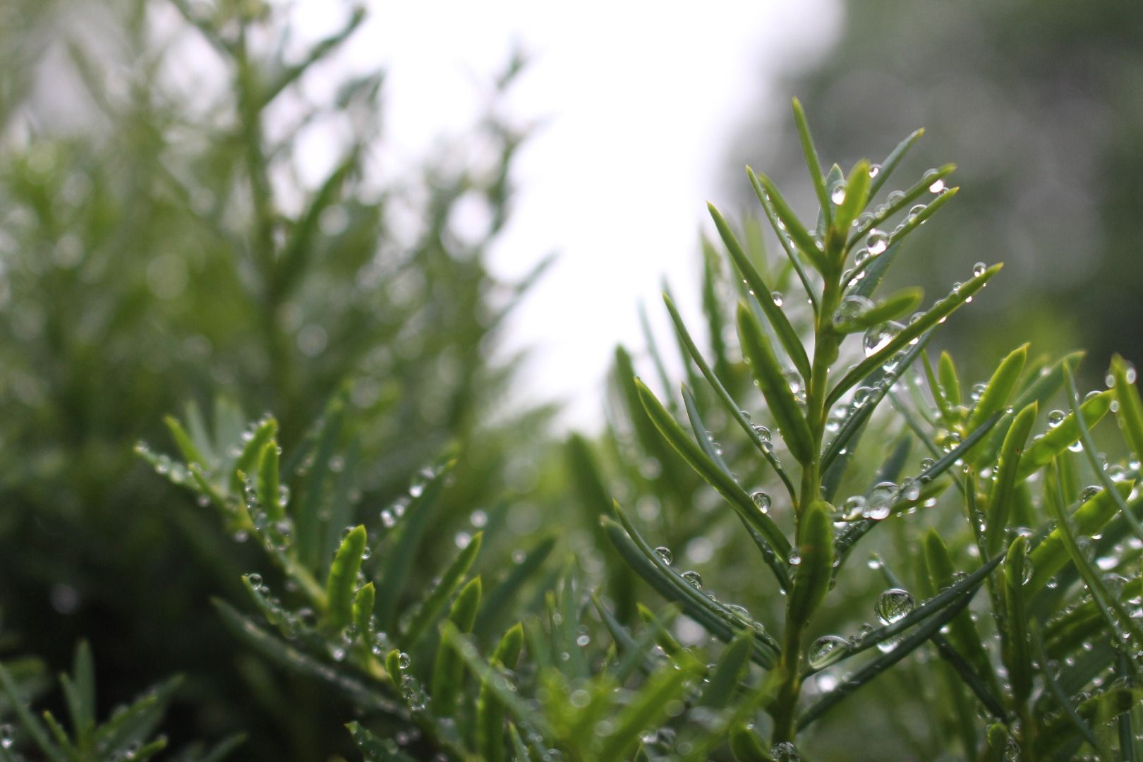 A Complete Beginner's Guide to Raw Files and Raw Processing : 11 Steps ...