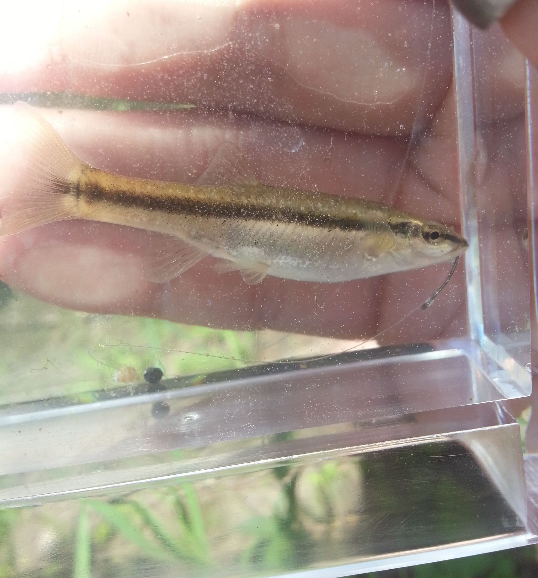 Budget Microfishing : 8 Steps (with Pictures) - Instructables