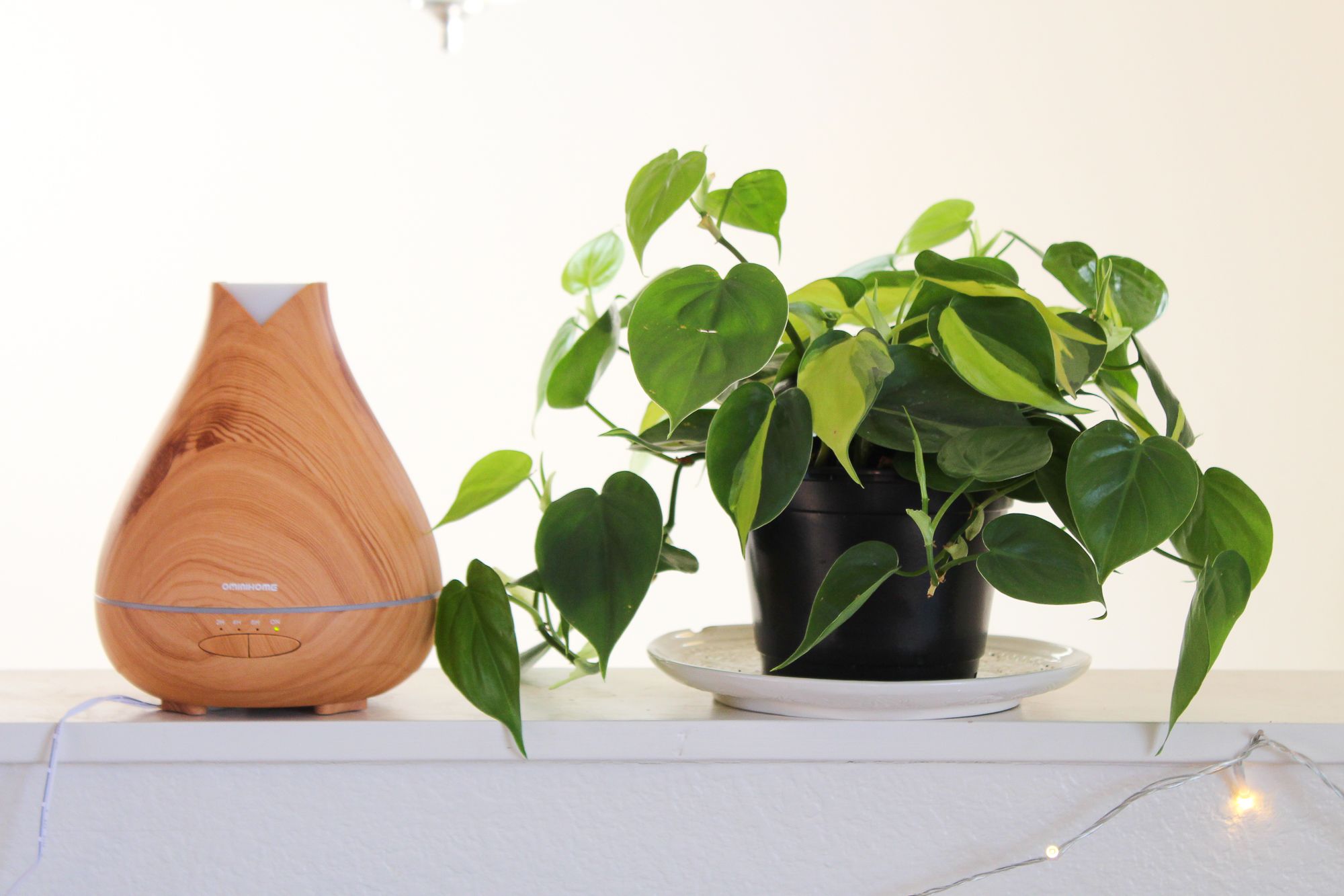 How to Increase Humidity for Houseplants : 6 Steps (with Pictures ...