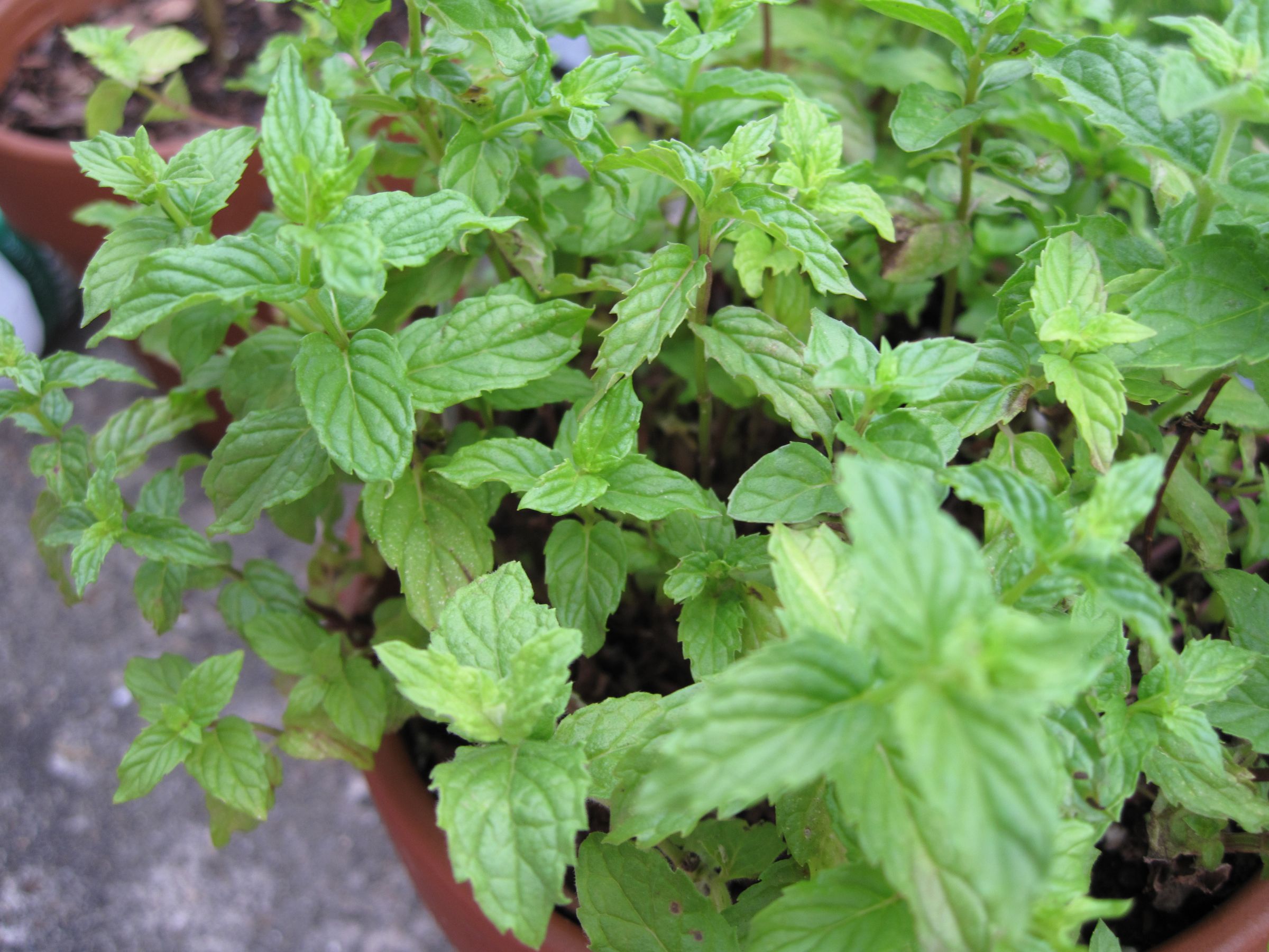 How to Use Herbs and Spices in Cooking : 25 Steps (with Pictures ...