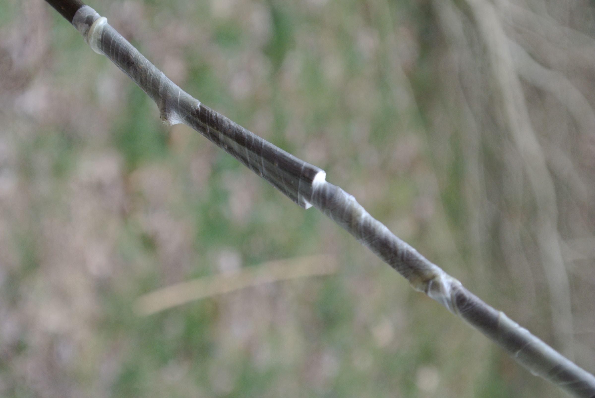 Grafting a Multi-variety Apple Tree. : 10 Steps (with Pictures ...