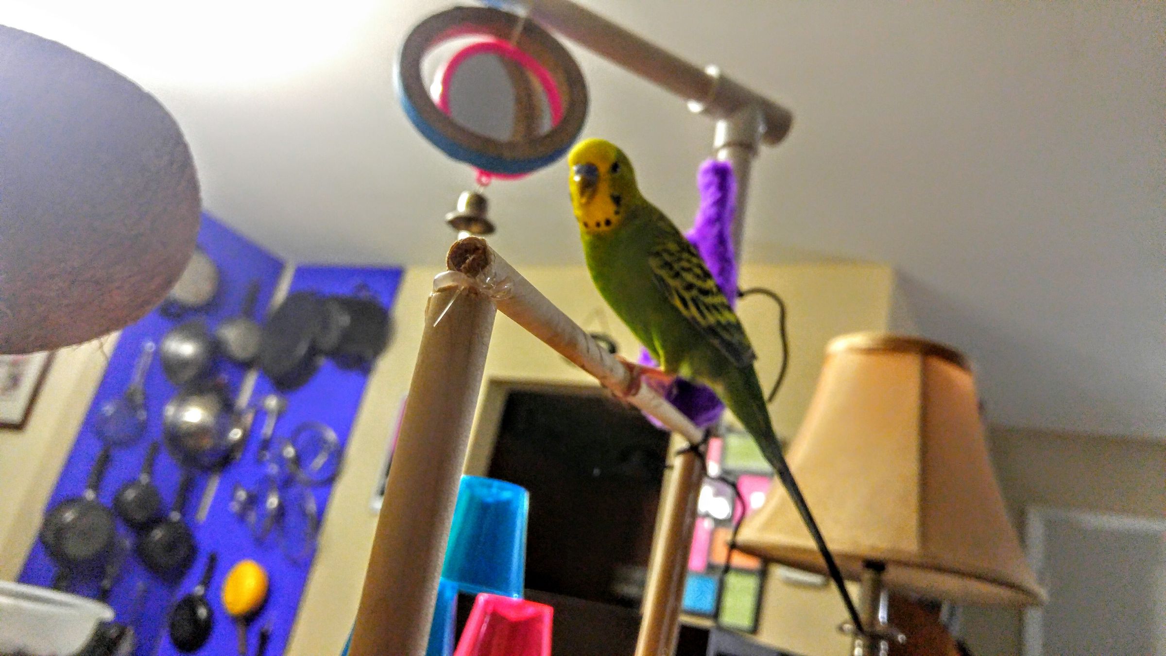 Parakeet Playground : 9 Steps - Instructables