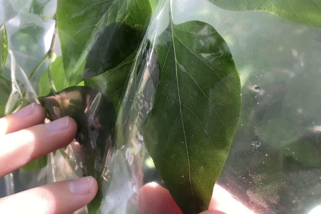 Evaporative Cooling: Tree Sweat, Bottle Sweat : 4 Steps (with Pictures ...