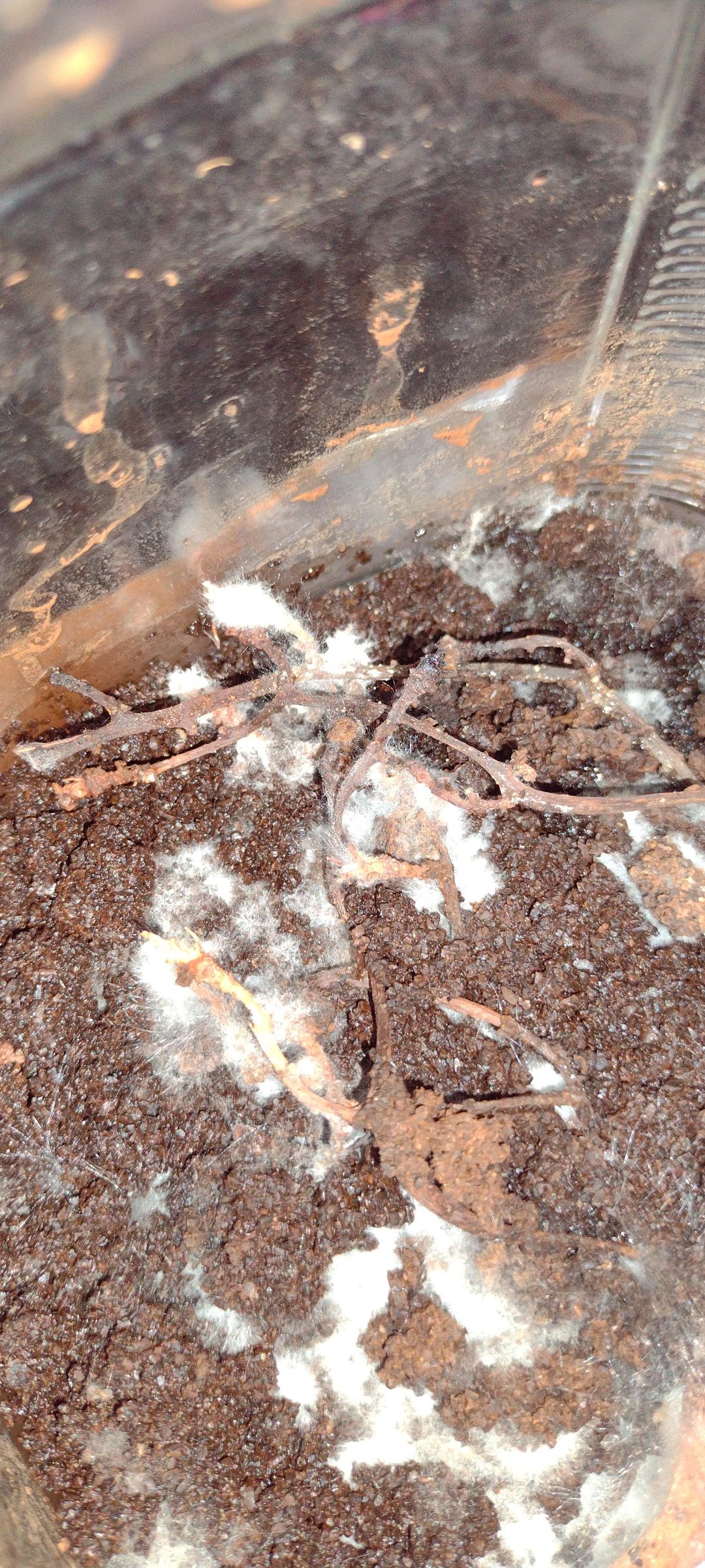 Making Mycelium : 5 Steps (with Pictures) - Instructables