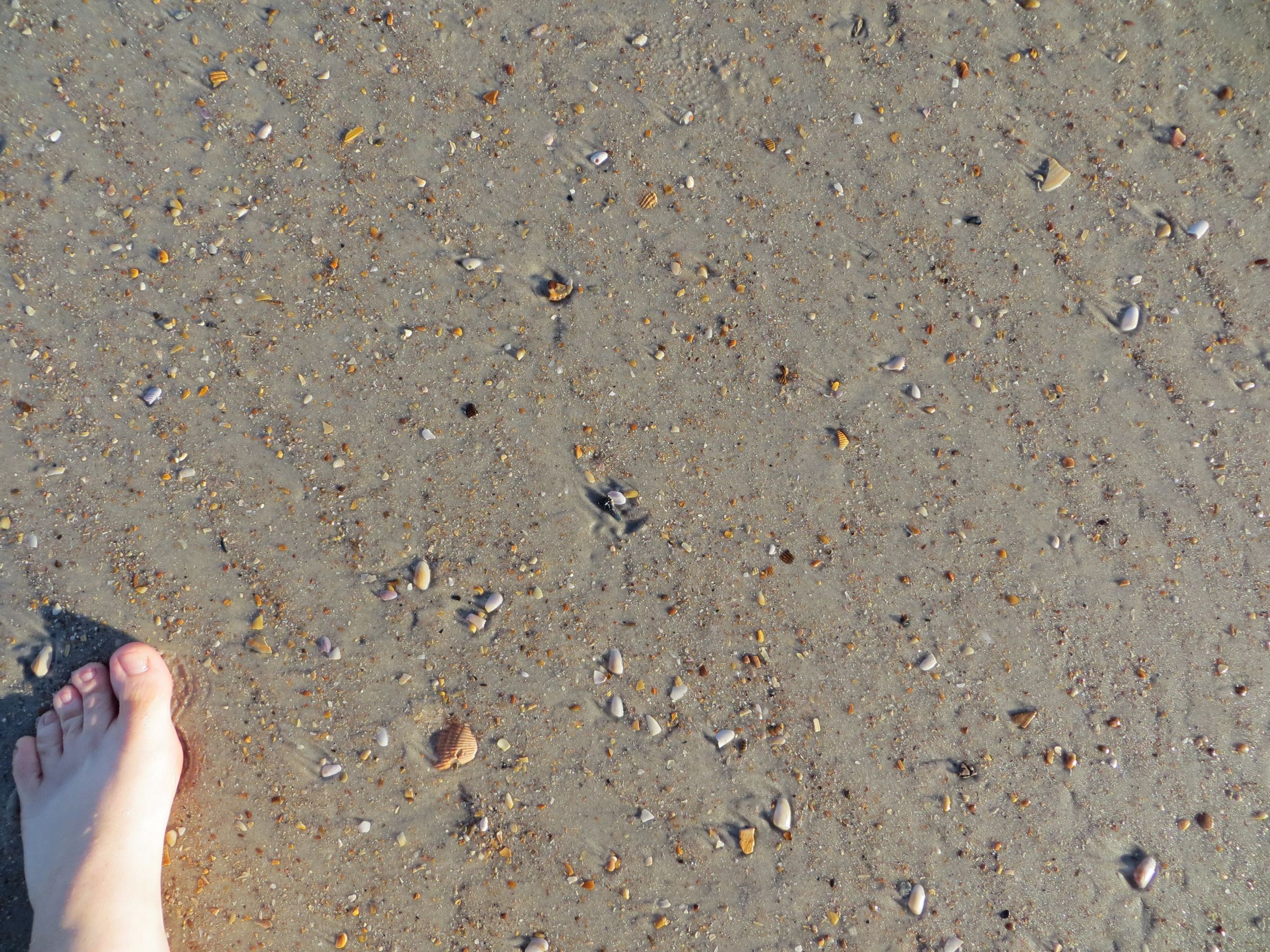 How to Find Shark Teeth : 10 Steps (with Pictures) - Instructables