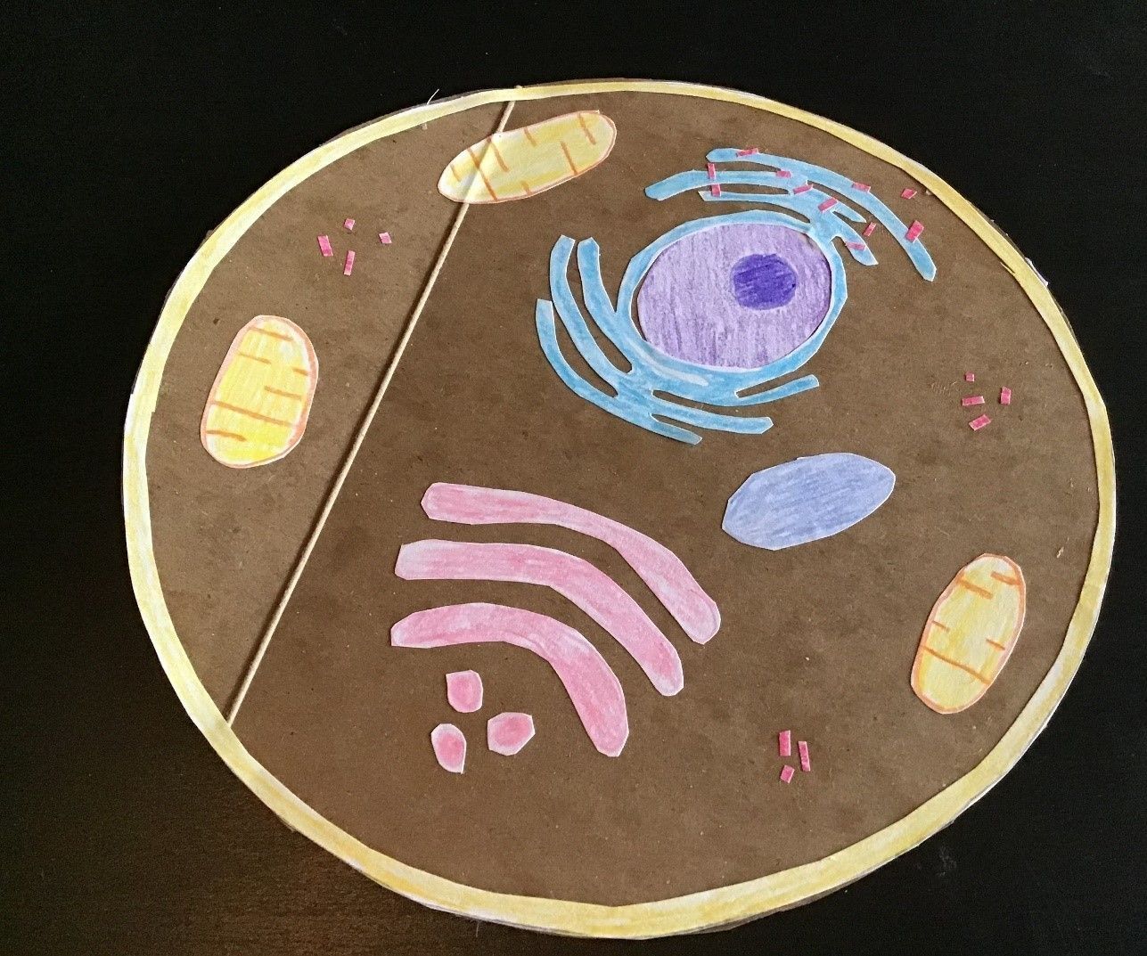 Build a Model of a Human Cell : 8 Steps (with Pictures) - Instructables