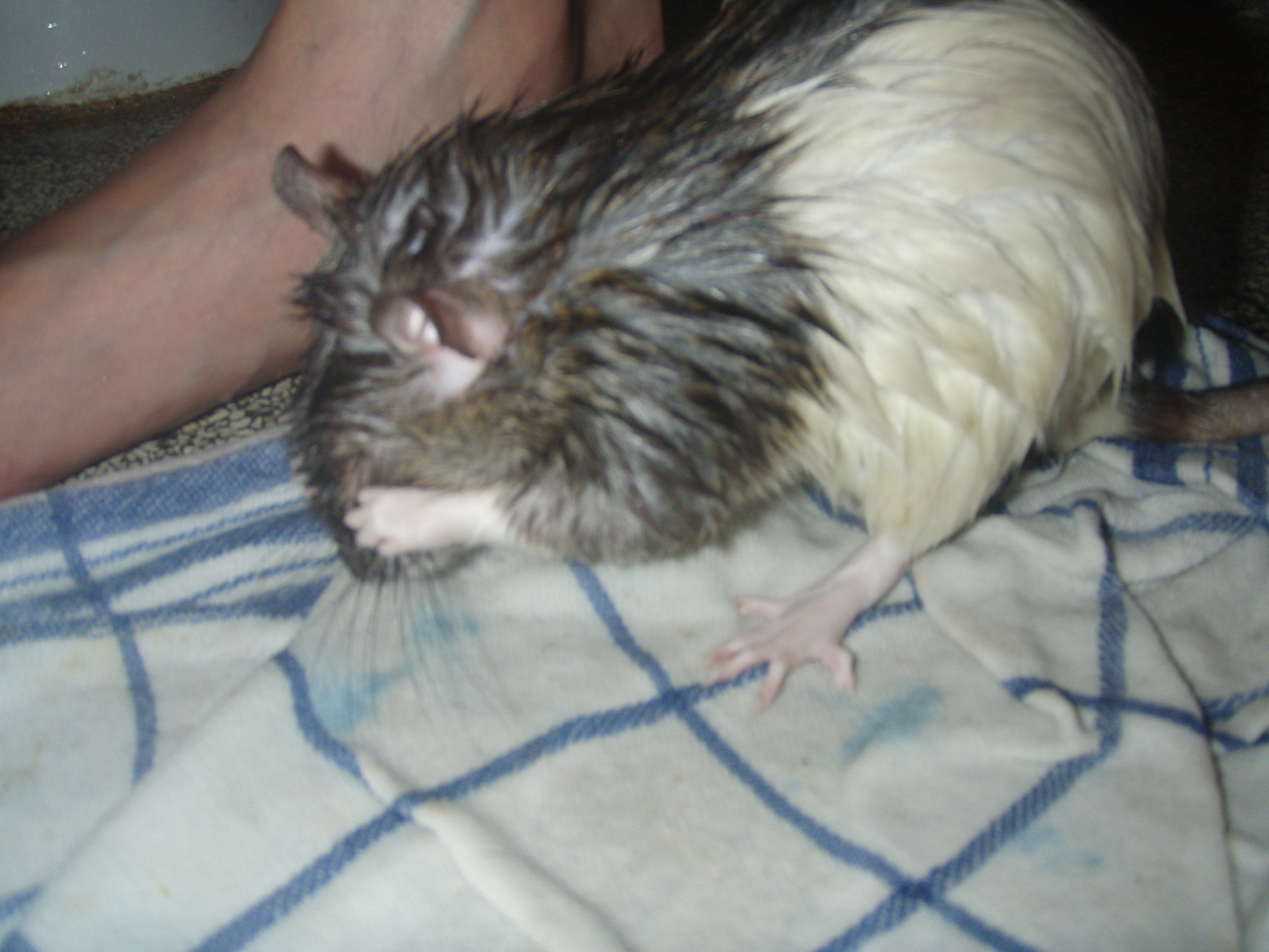How to Bathe a Rat, THE NICE, NO FUSS WAY : 5 Steps - Instructables
