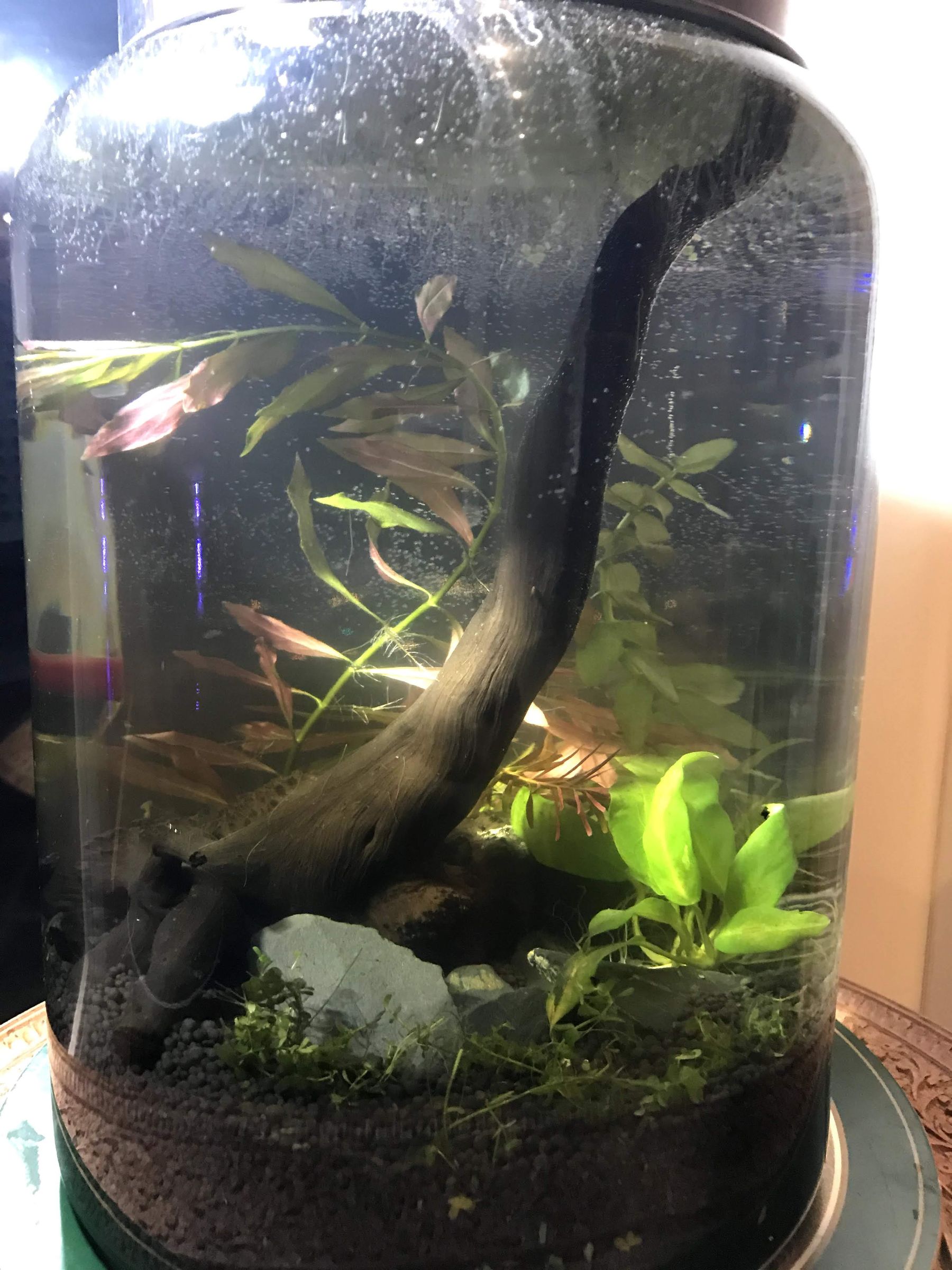 How to Make a Jarrarium : 4 Steps (with Pictures) - Instructables