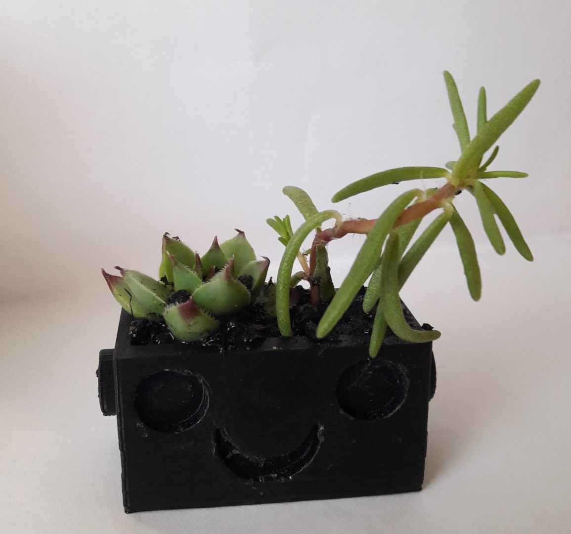 Biodegradable Flower Pot : 6 Steps - Instructables