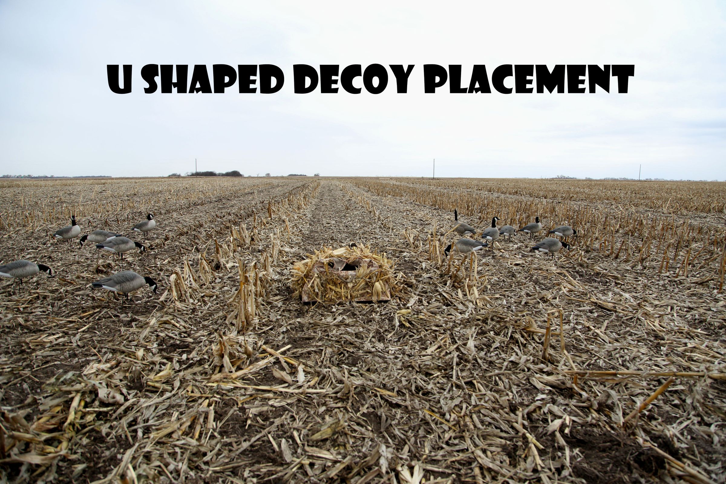 How to Set Up Goose Decoys : 7 Steps - Instructables