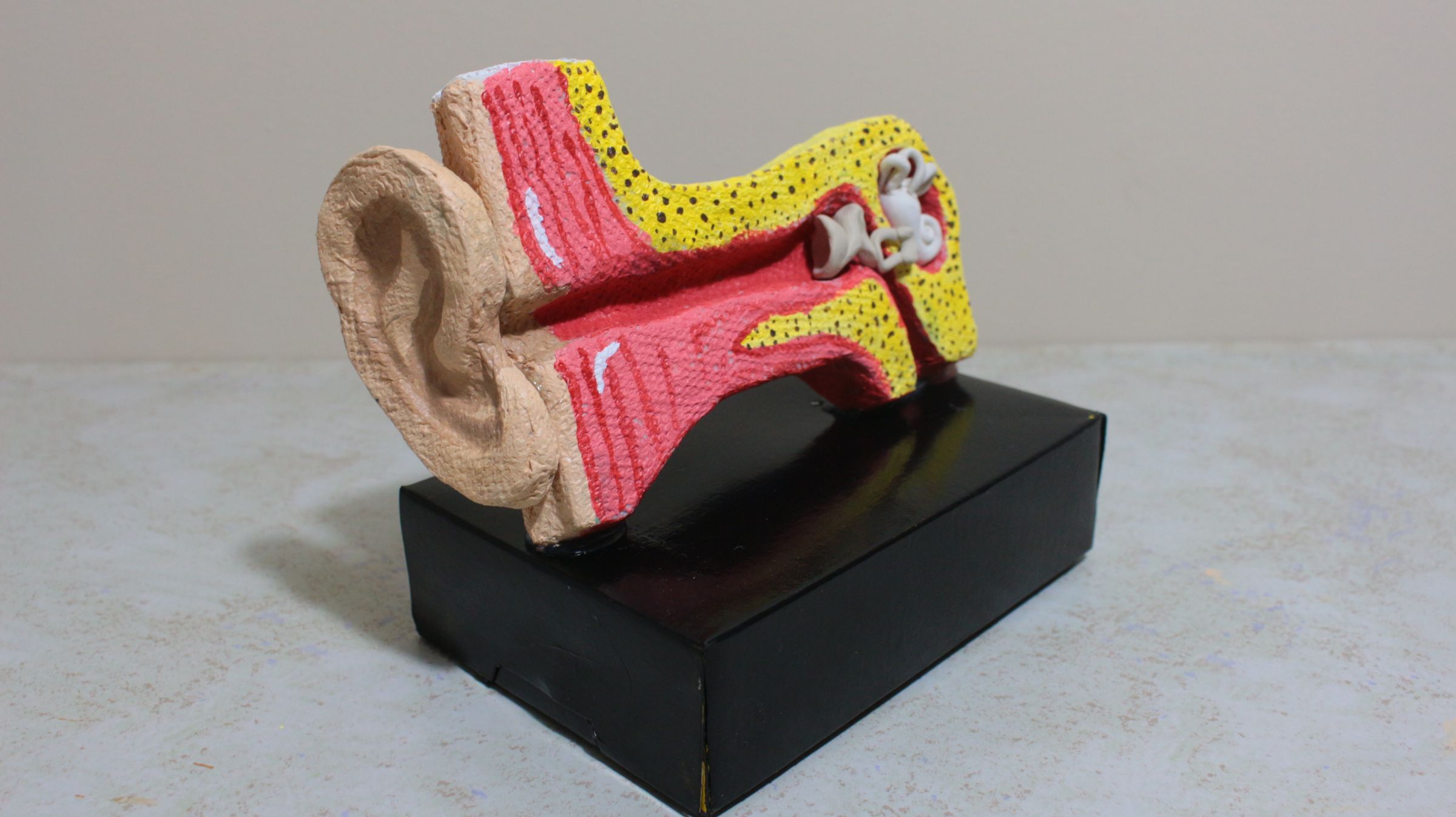 Step by Step How to Make 3d Human Ear Anatomy Model/Diagram : 5 Steps ...