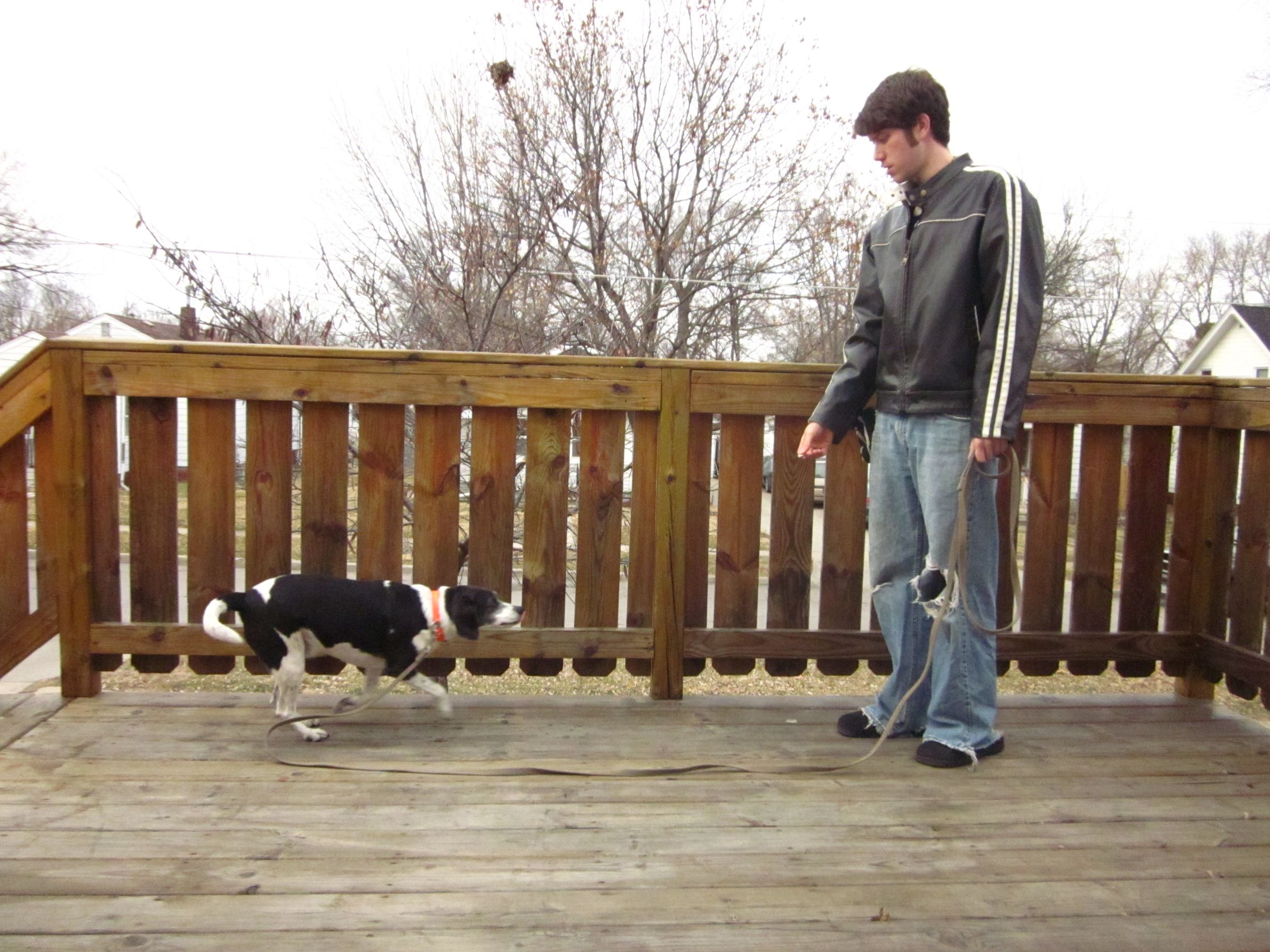 Basic Obedience Training for Dogs : 6 Steps (with Pictures) - Instructables