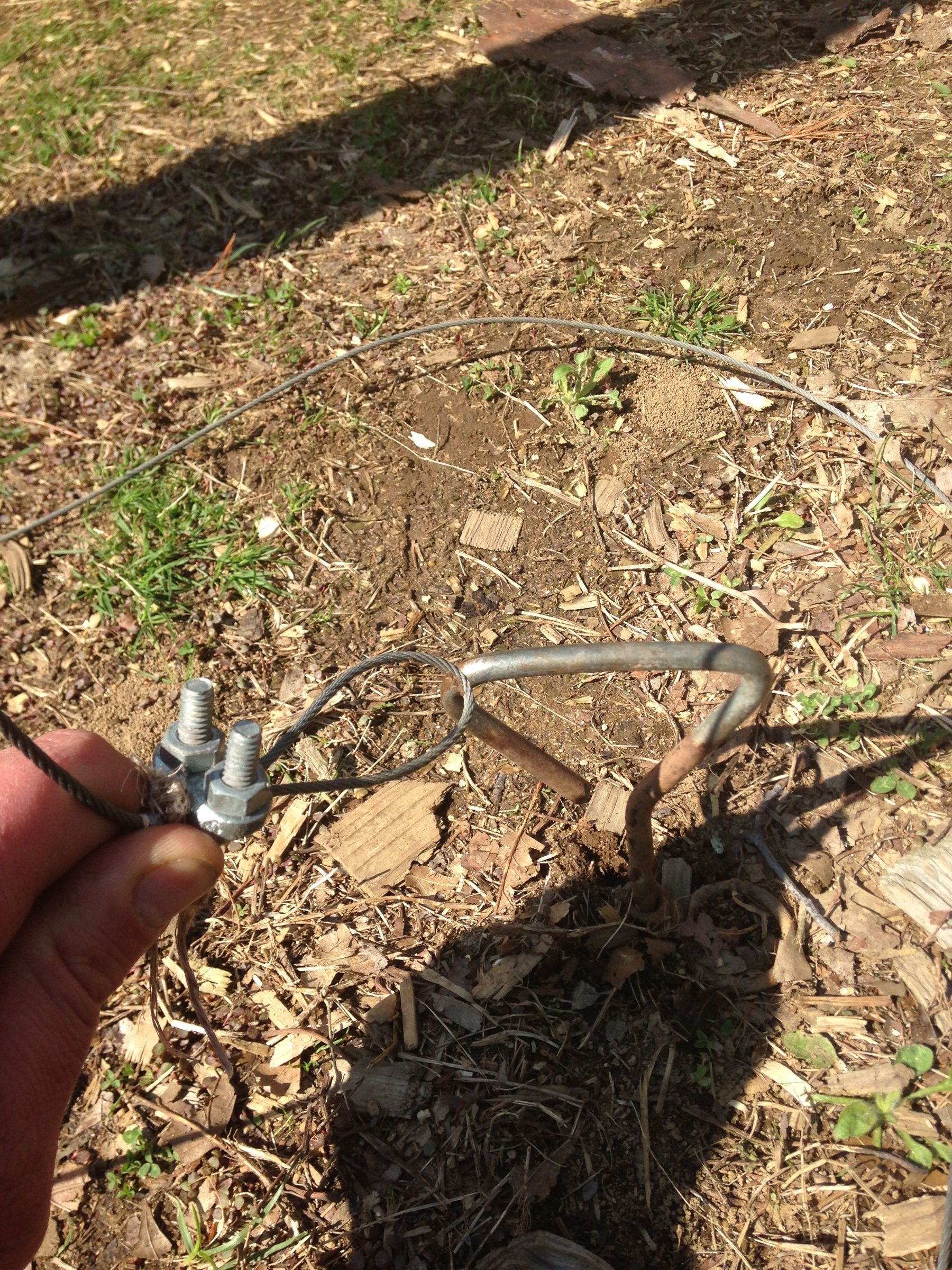 Growing Hops at Home : 9 Steps (with Pictures) - Instructables