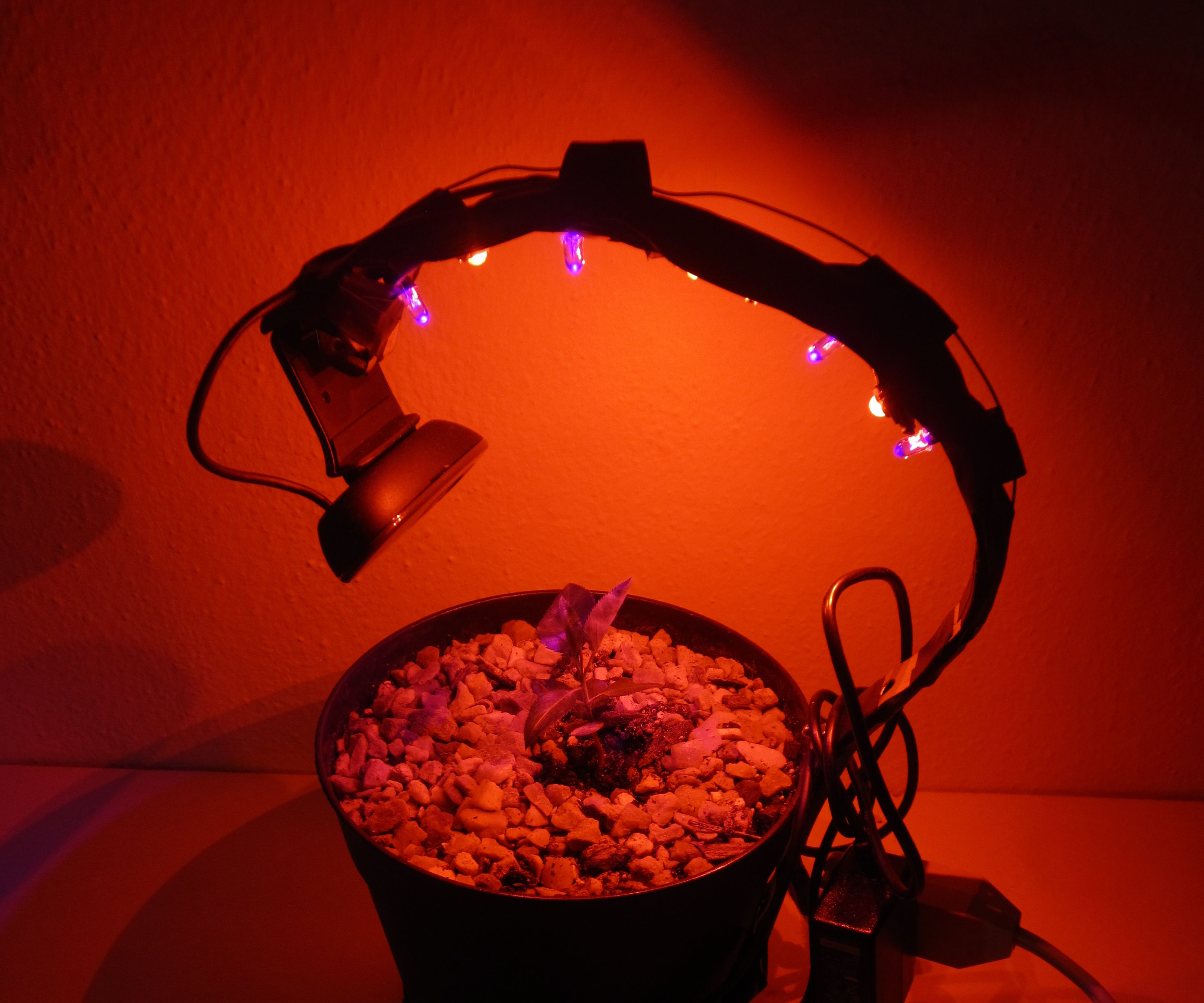 Growing Plants With LED Lights : 6 Steps - Instructables