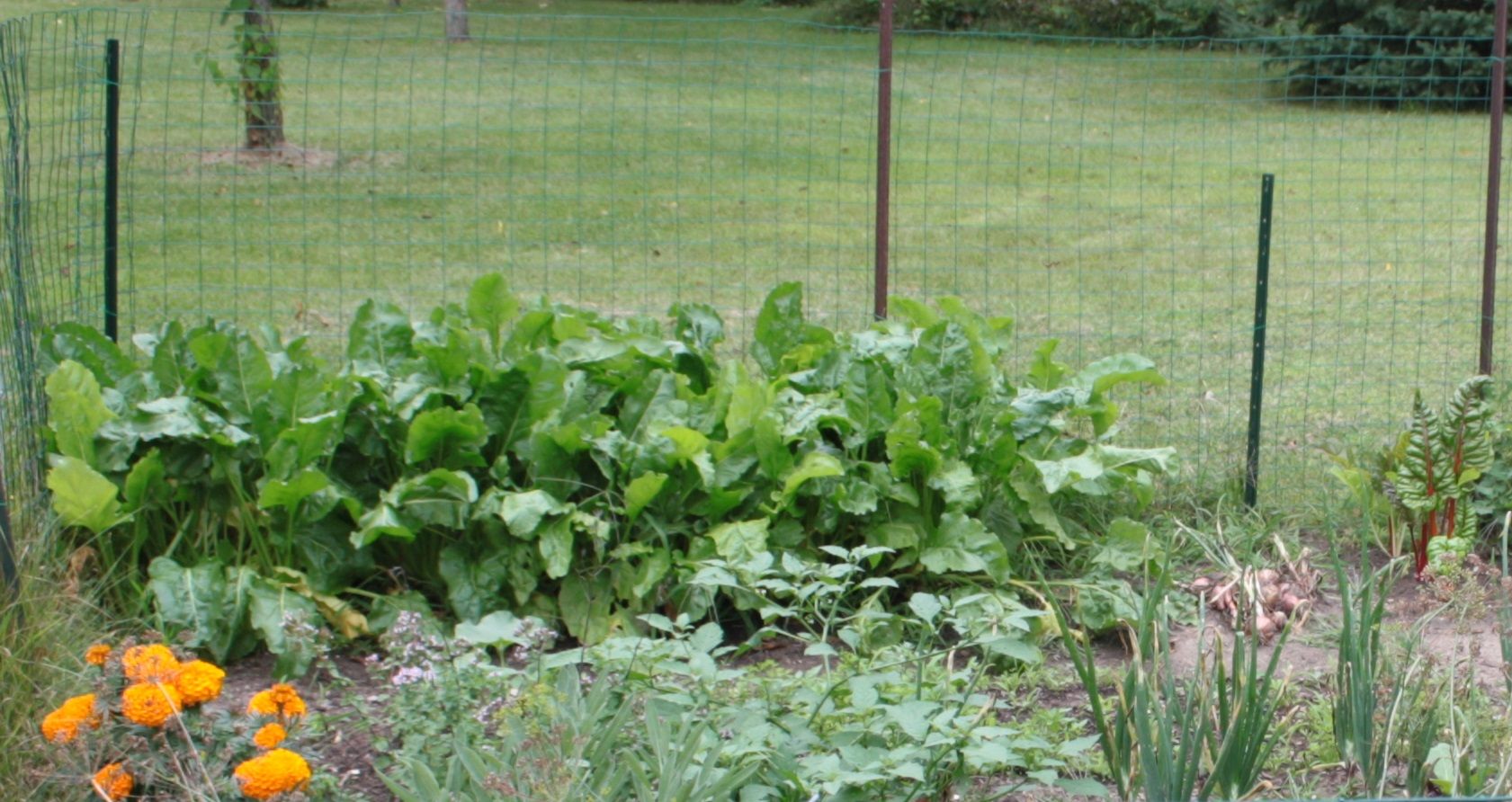 Making Sugar From Sugar Beets : 7 Steps (with Pictures) - Instructables