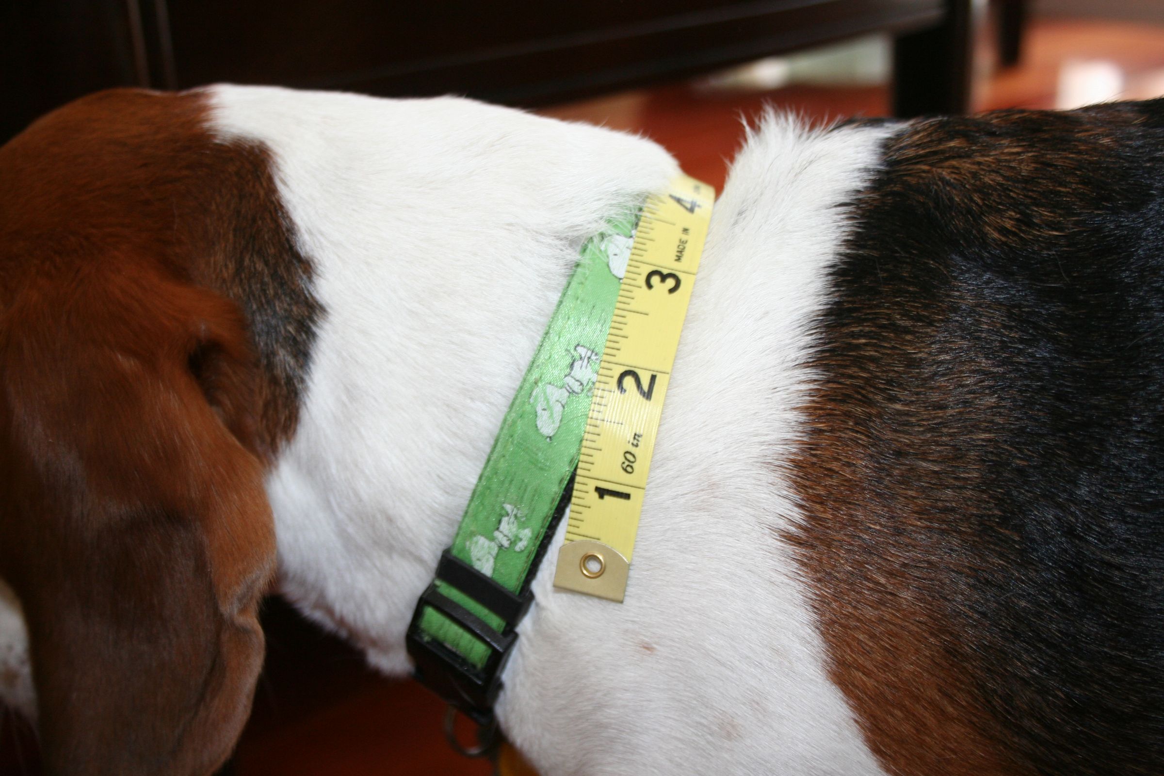 Underdog Cape for Your Dog!! : 6 Steps - Instructables