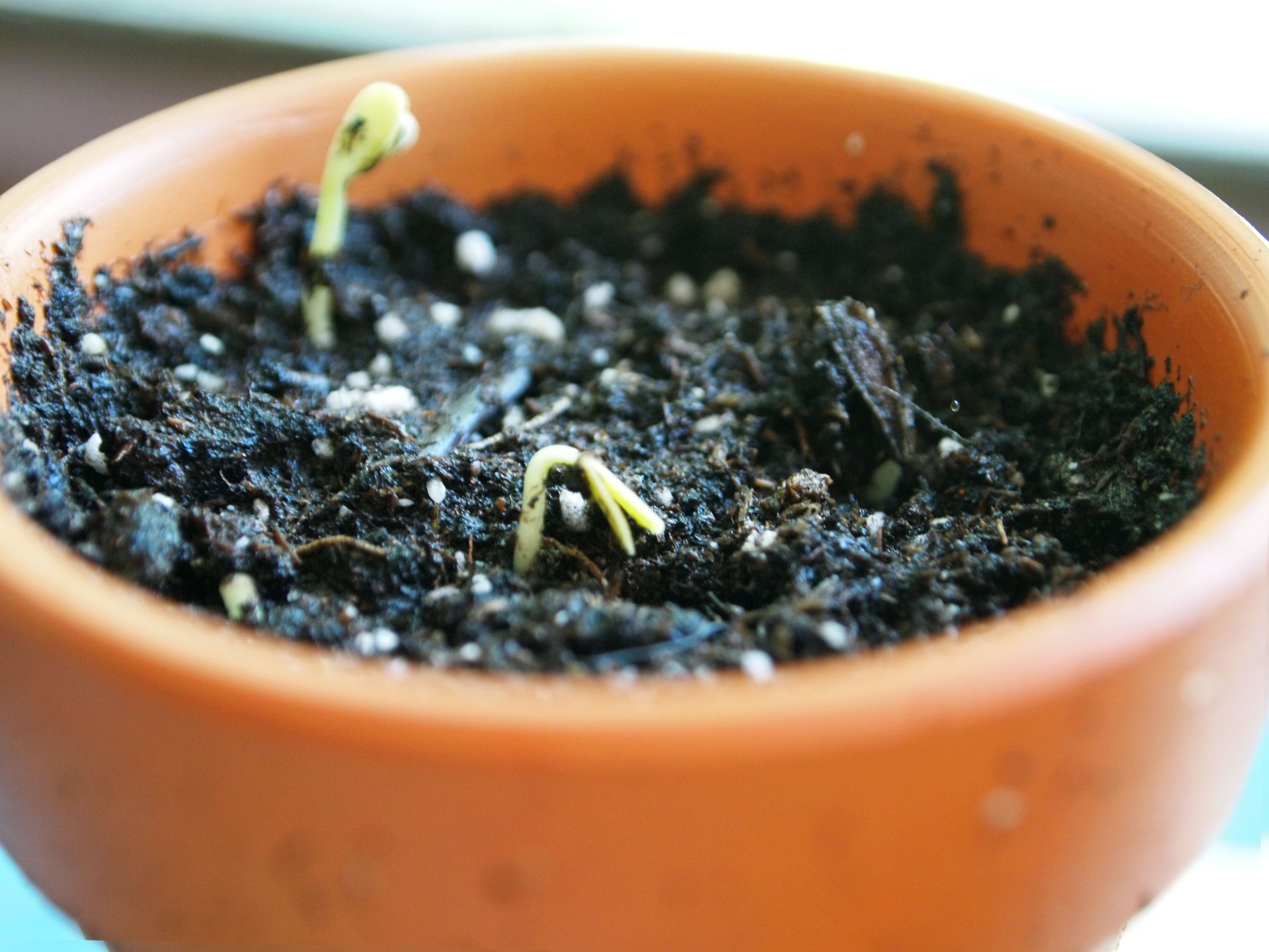 3 Days From Seed to Sprouting Plants : 4 Steps (with Pictures ...