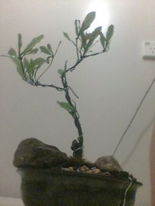 DIY Bonsai From Small Tree : 5 Steps - Instructables