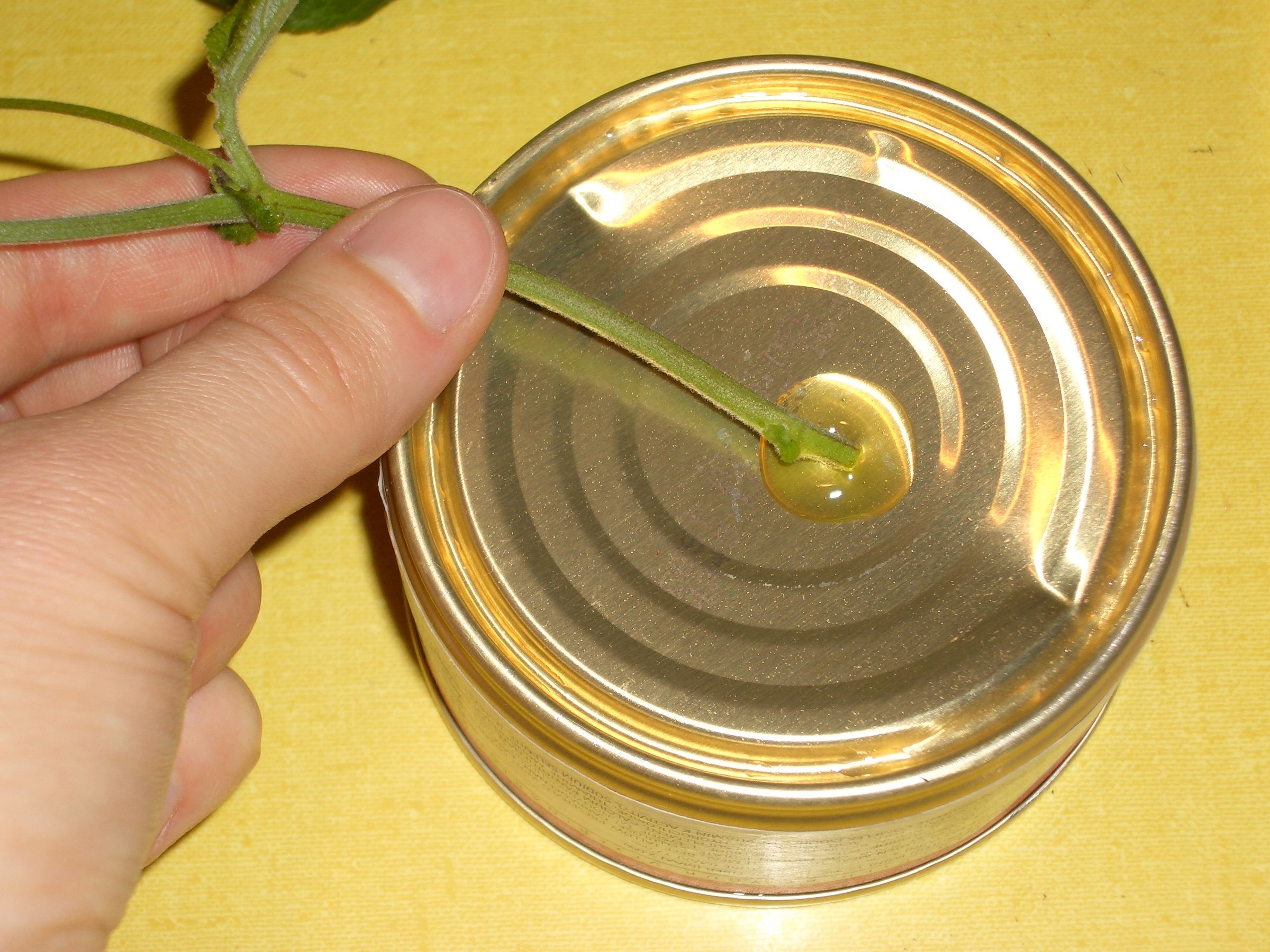 Rooting Plant Cuttings : 12 Steps - Instructables