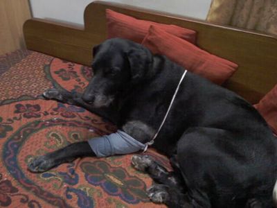 Dog Leg Stitches Protector With a Sock : 4 Steps (with Pictures ...
