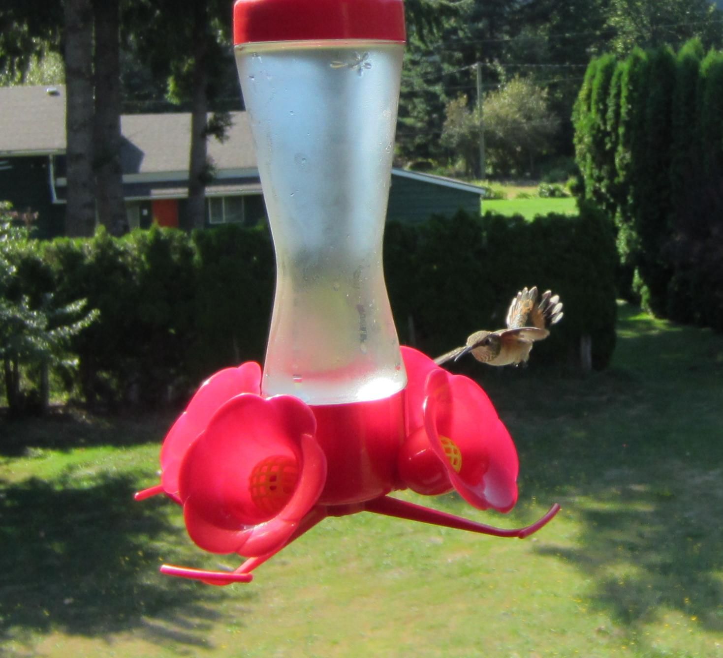Ant Moat for a Hummingbird Feeder : 11 Steps - Instructables