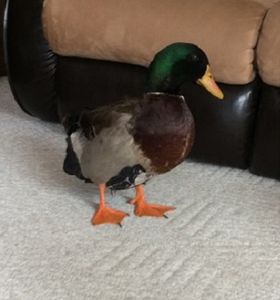 Ducky Diapers : 6 Steps - Instructables
