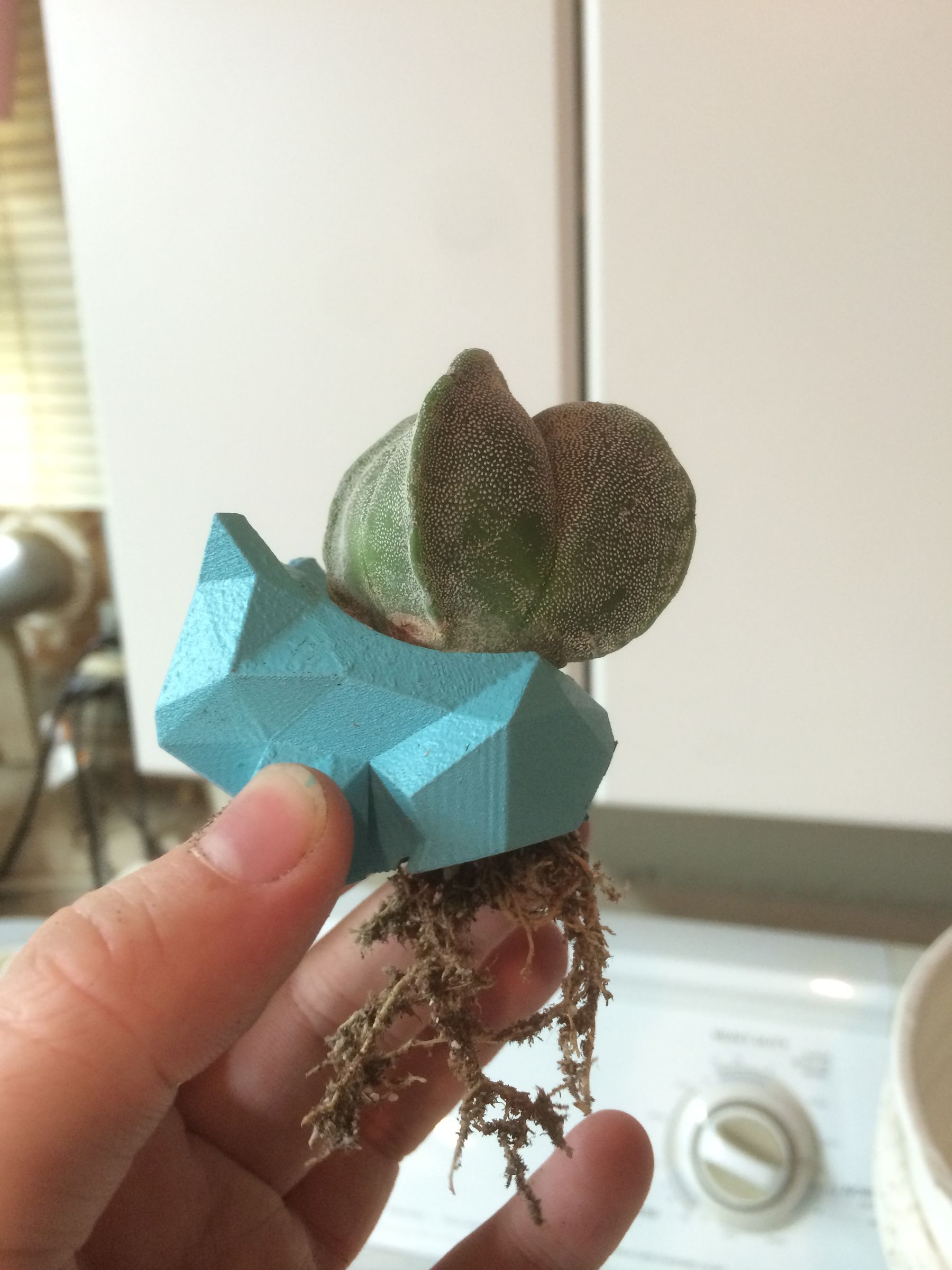 3D Printed Bulbasaur Planter : 4 Steps (with Pictures) - Instructables