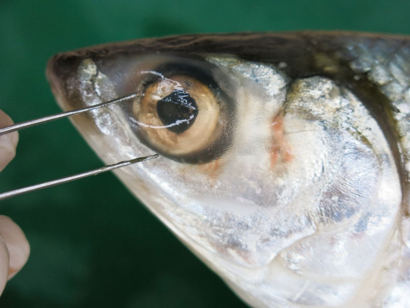 Fish Dissection! : 11 Steps (with Pictures) - Instructables