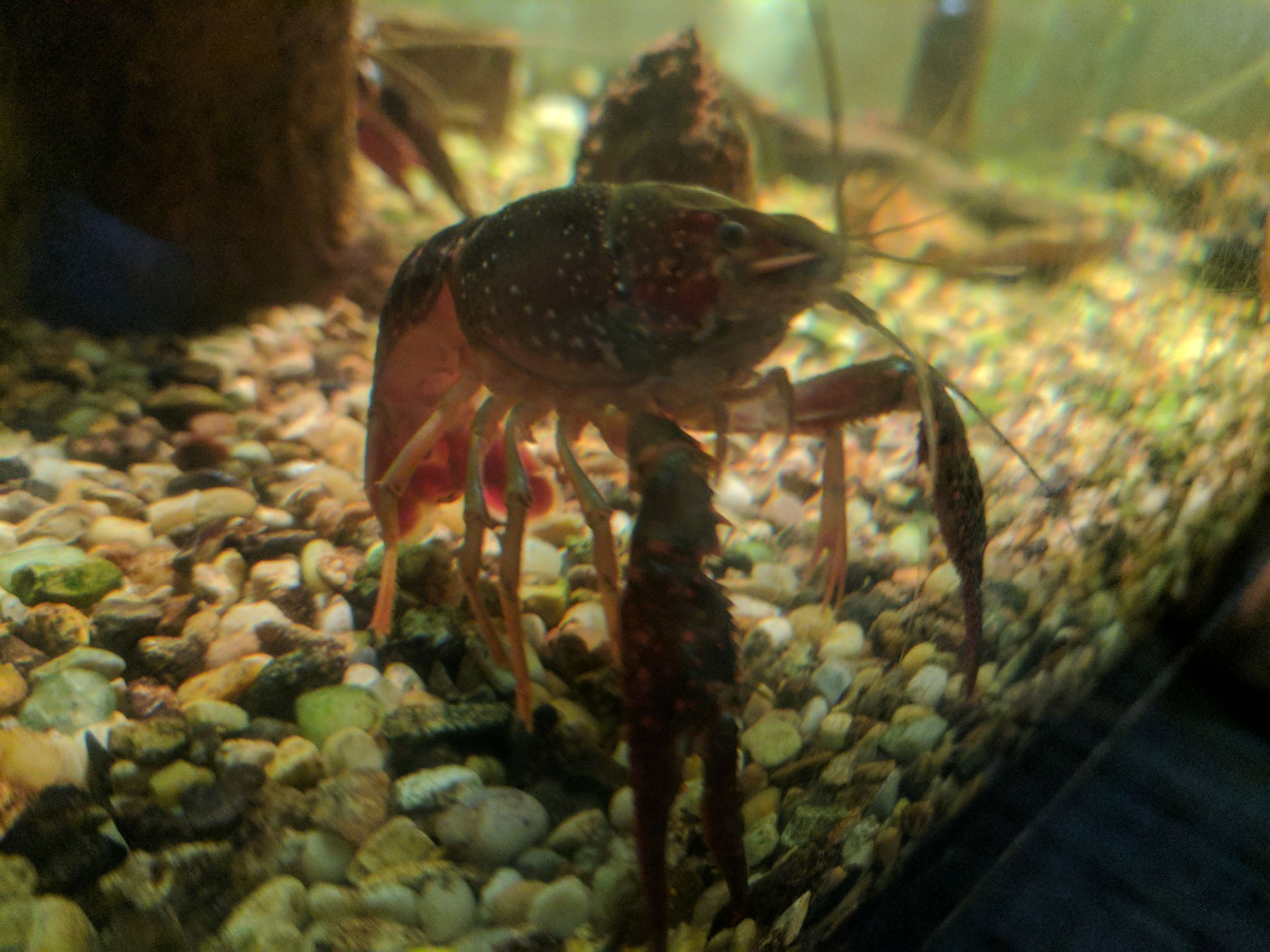 How to Peel Crawfish : 3 Steps (with Pictures) - Instructables