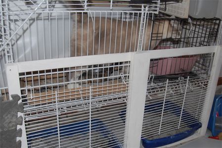 Cat Enclosure - Tunnel, Save Space ('CatWalk Is My Road' - AKahn ...