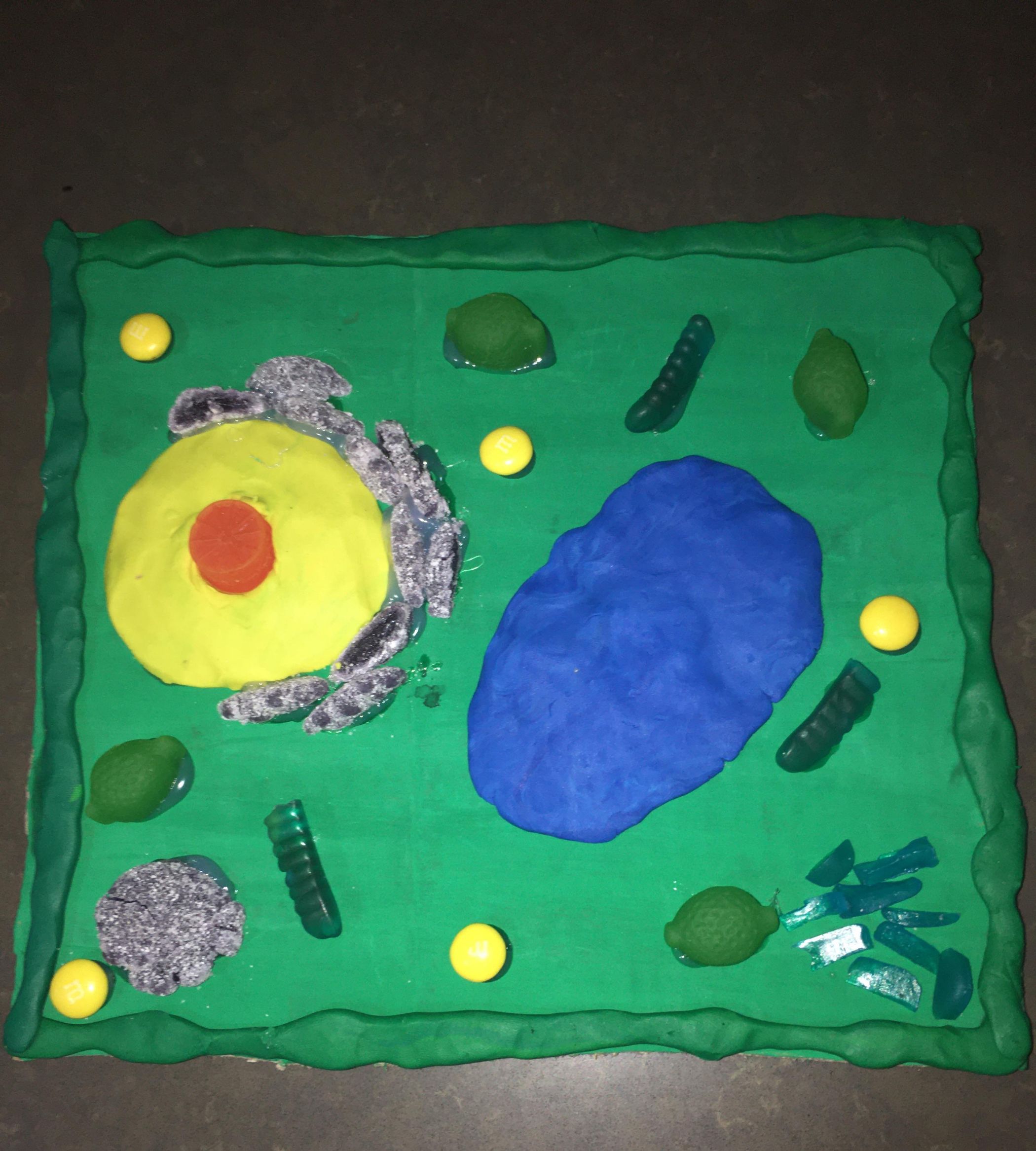 Plant Cell Model : 10 Steps - Instructables