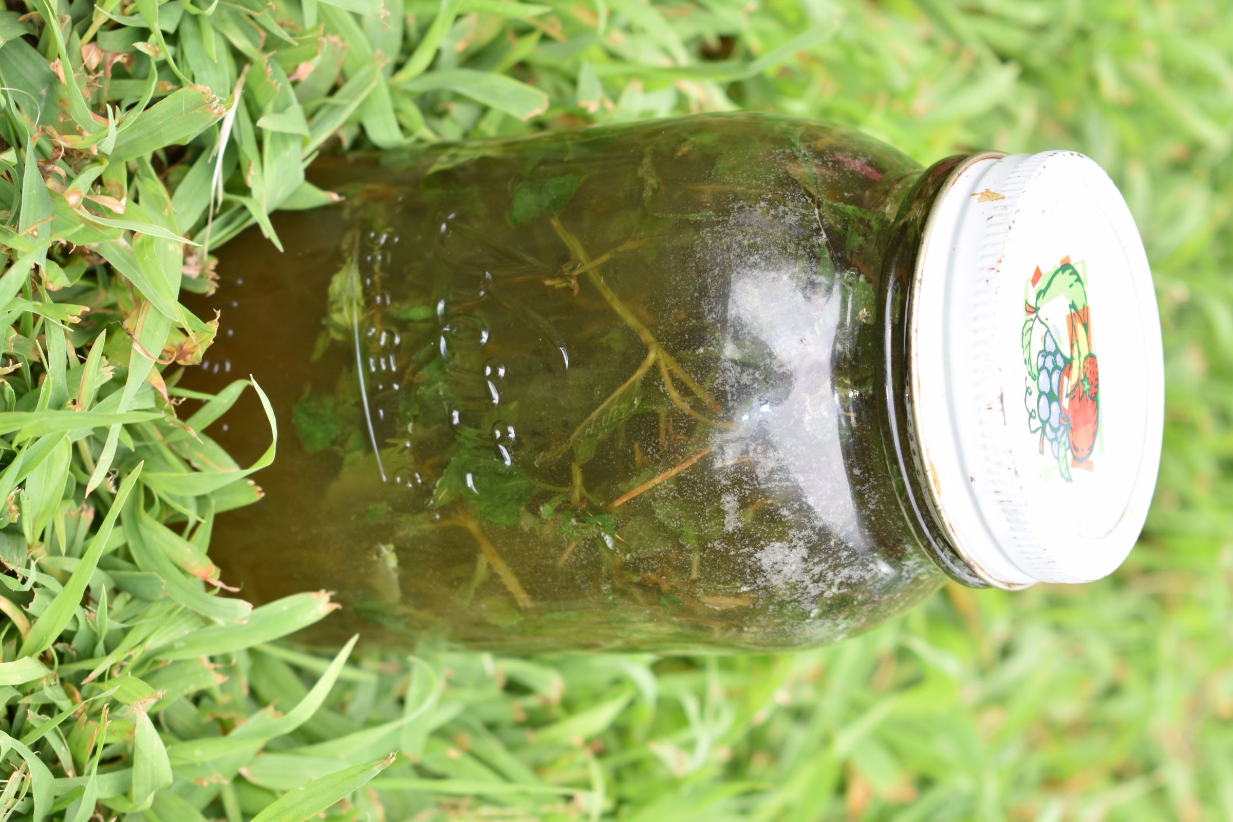 Cold Brew Wild Mint Tea : 6 Steps (with Pictures) - Instructables