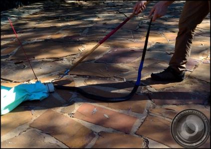 How to Safely Catch a Snake : 6 Steps (with Pictures) - Instructables