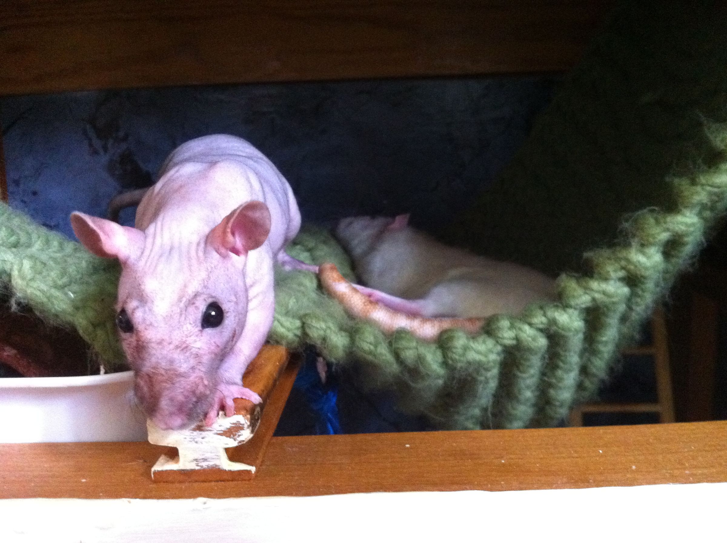 Old Dresser Transformed Into a Rat Condo : 5 Steps - Instructables