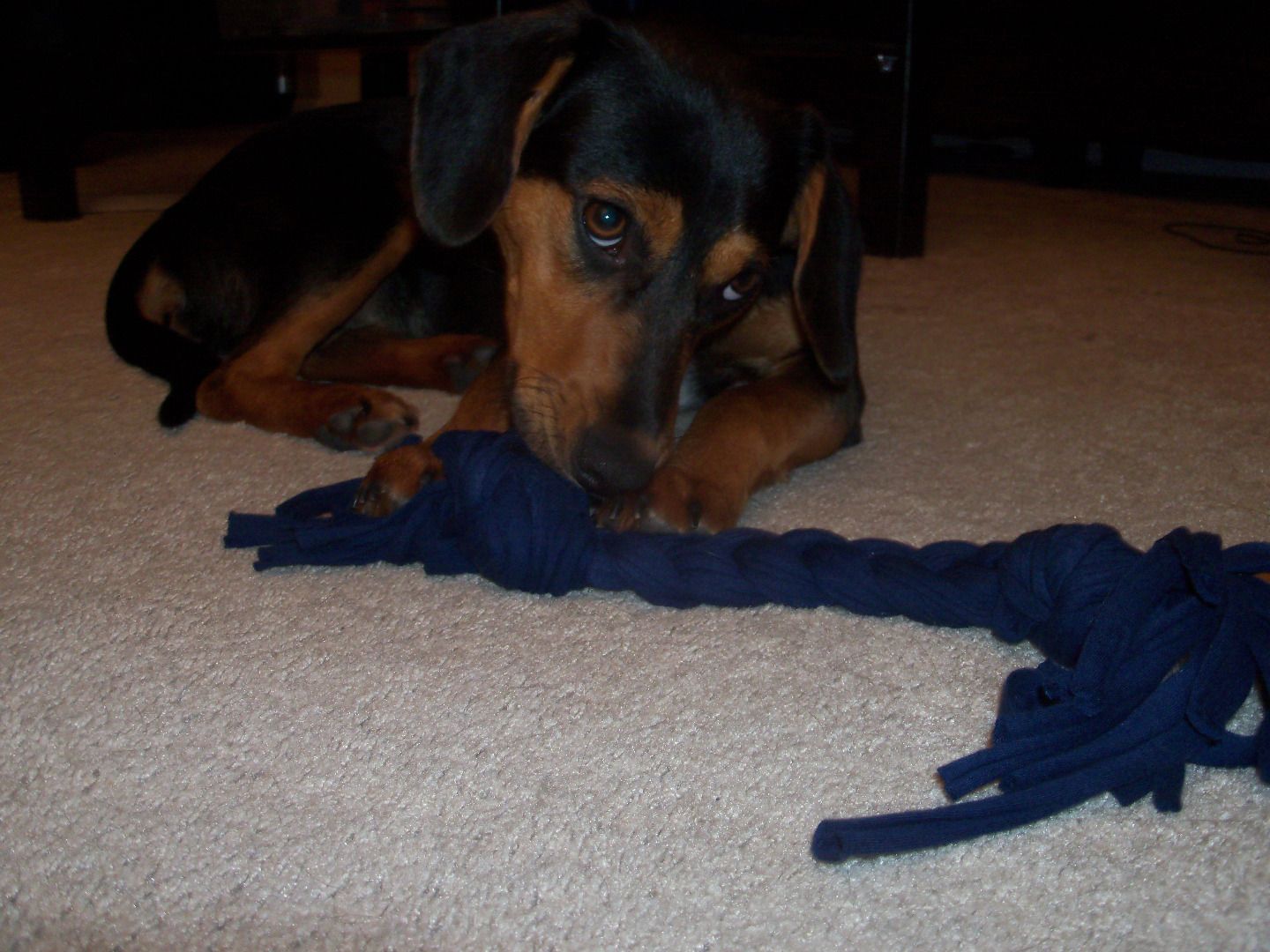 Homemade Dog Toy : 6 Steps (with Pictures) - Instructables