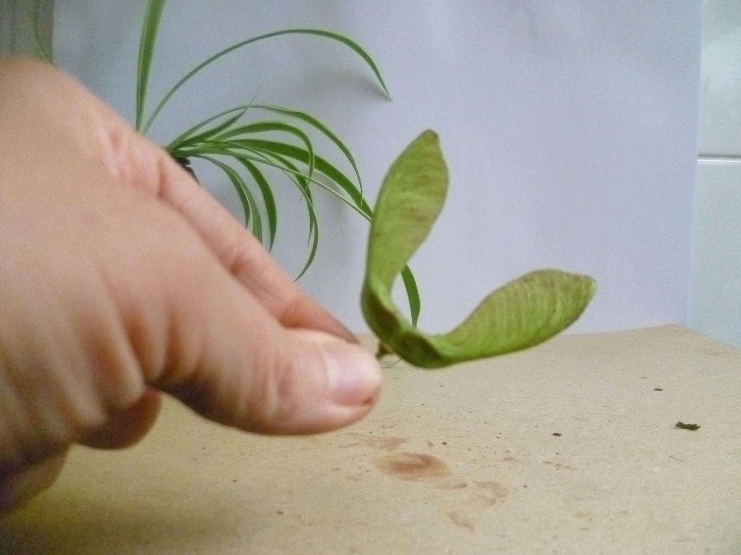 Clay Modelling - Woodland Creatures : 10 Steps (with Pictures ...
