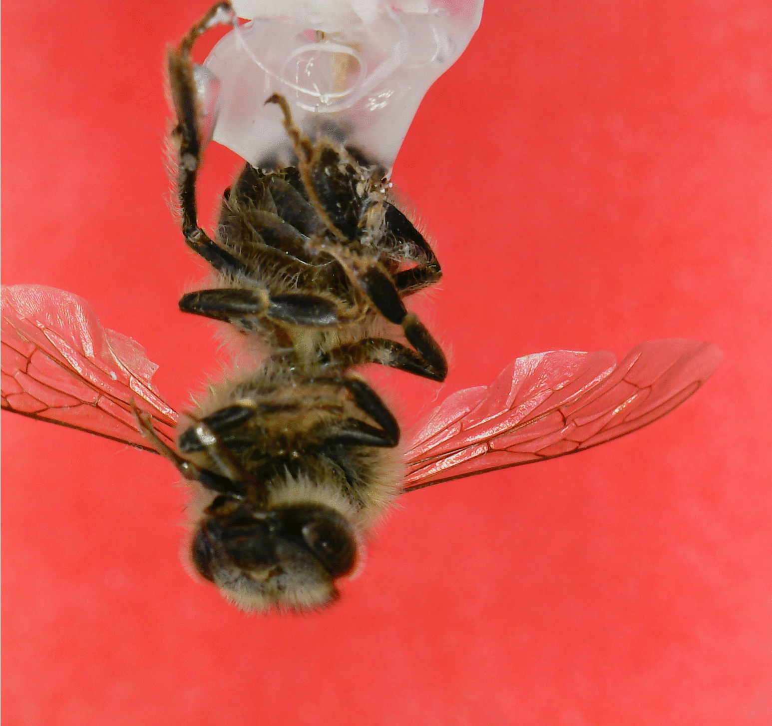 LadyBug: a Motorized Microscope and 3D Scanner for Very Small Things ...