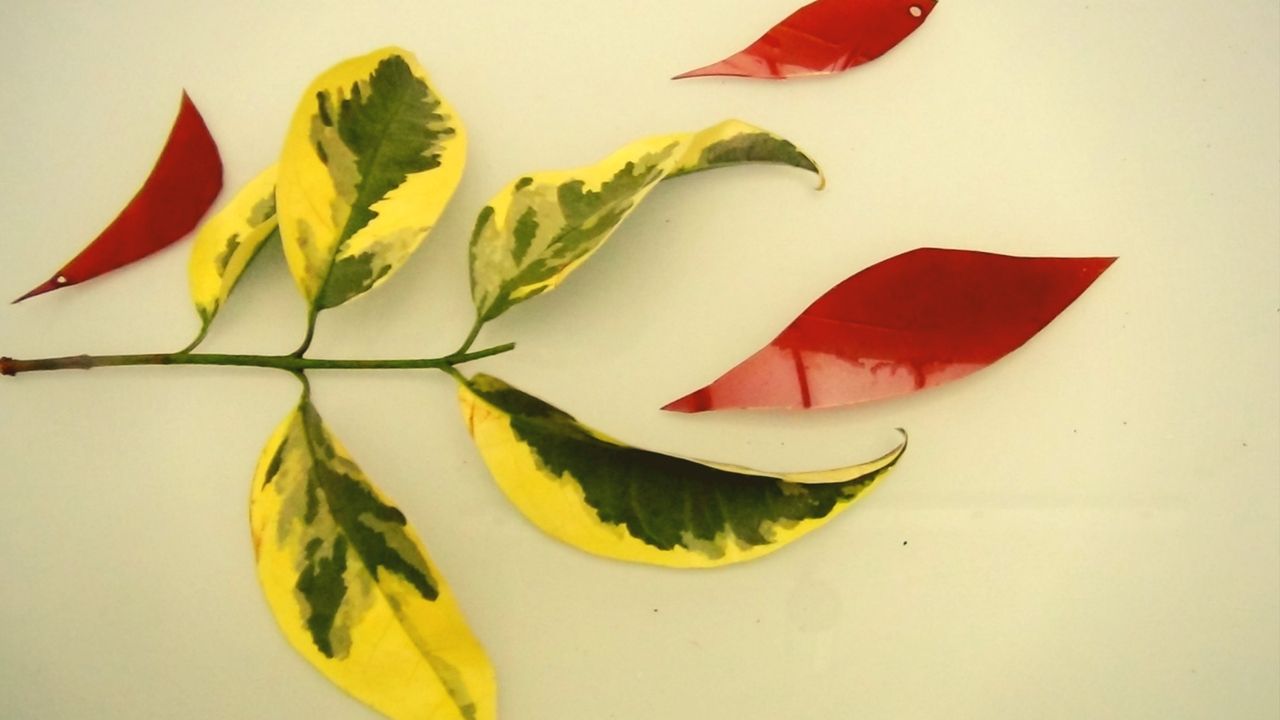 Tree Made Out of Recycled Plastic Bottles : 7 Steps (with Pictures ...