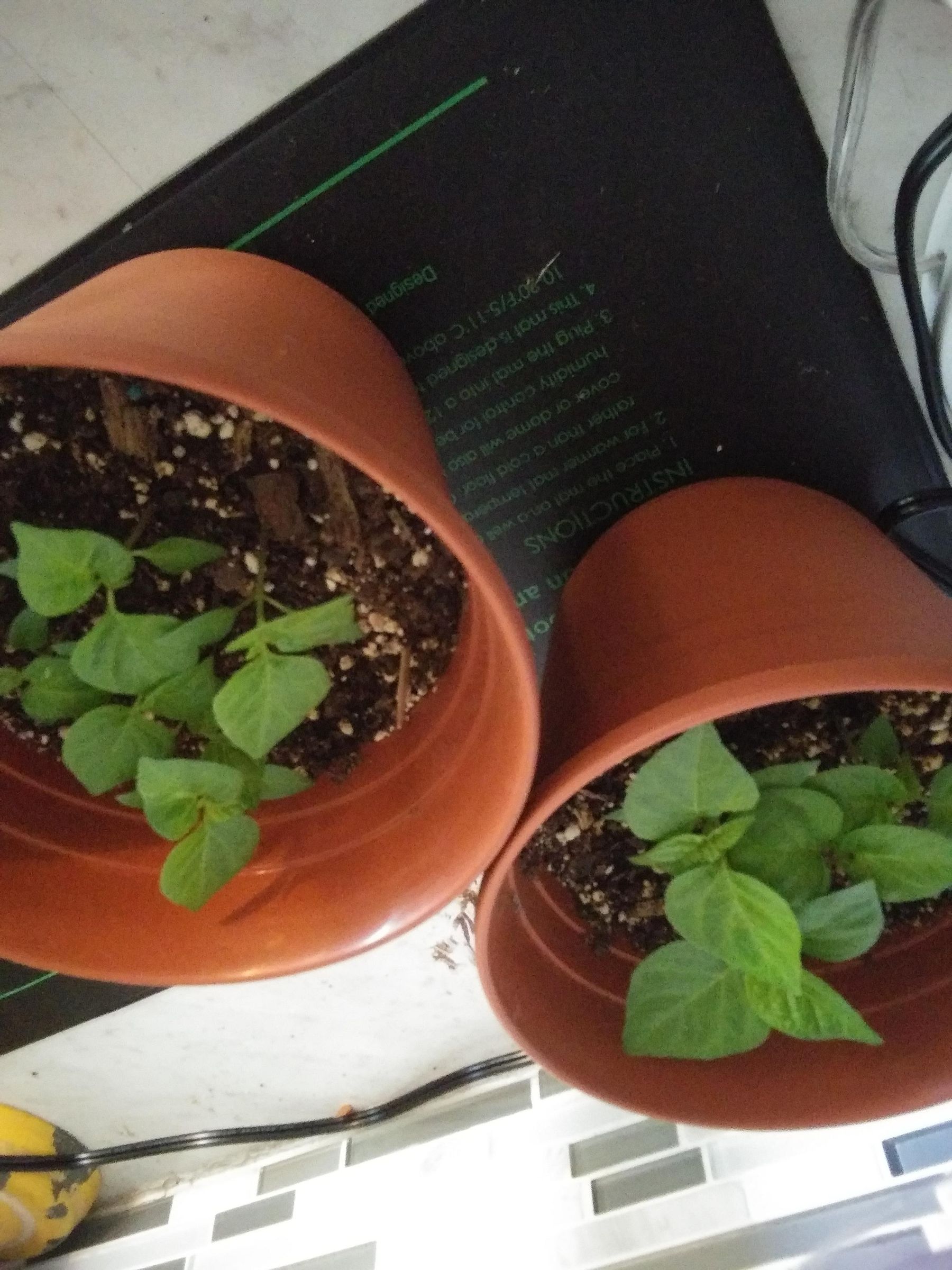 Growing the Carolina Reaper : 5 Steps - Instructables