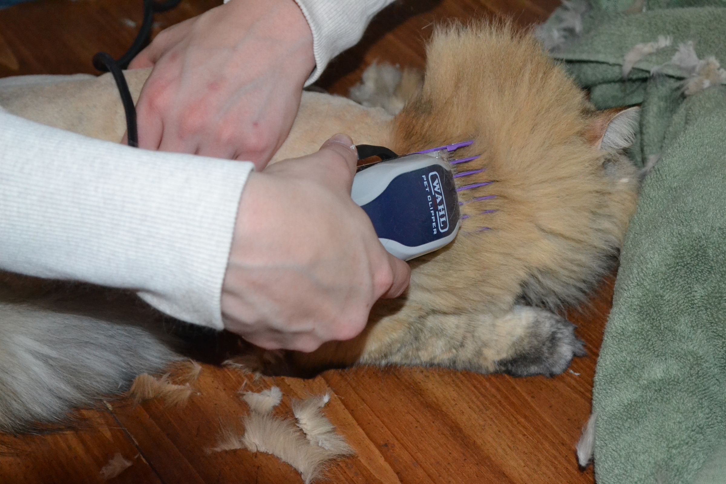 How to Groom Your Cat (Lion Cut) : 9 Steps (with Pictures) - Instructables
