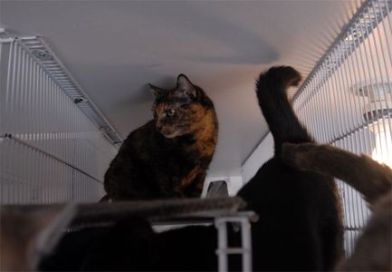 Cat Enclosure - Tunnel, Save Space ('CatWalk Is My Road' - AKahn ...