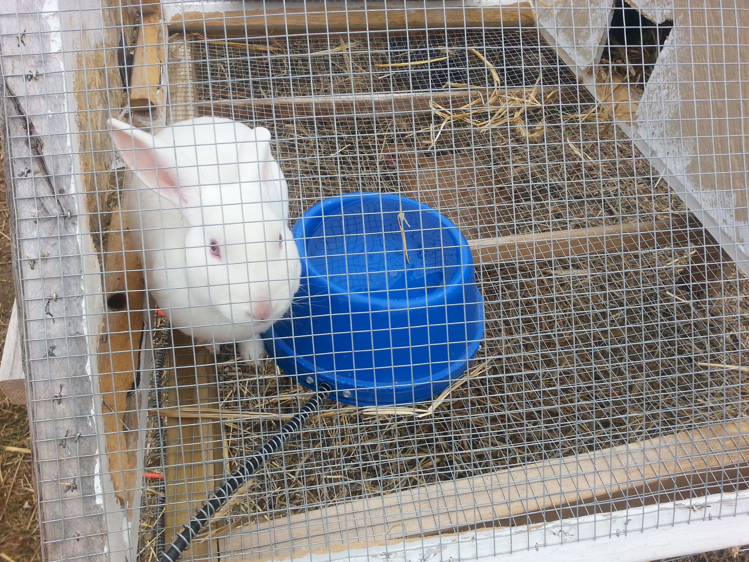 Super Great A-frame Rabbit Hutch! : 6 Steps (with Pictures) - Instructables