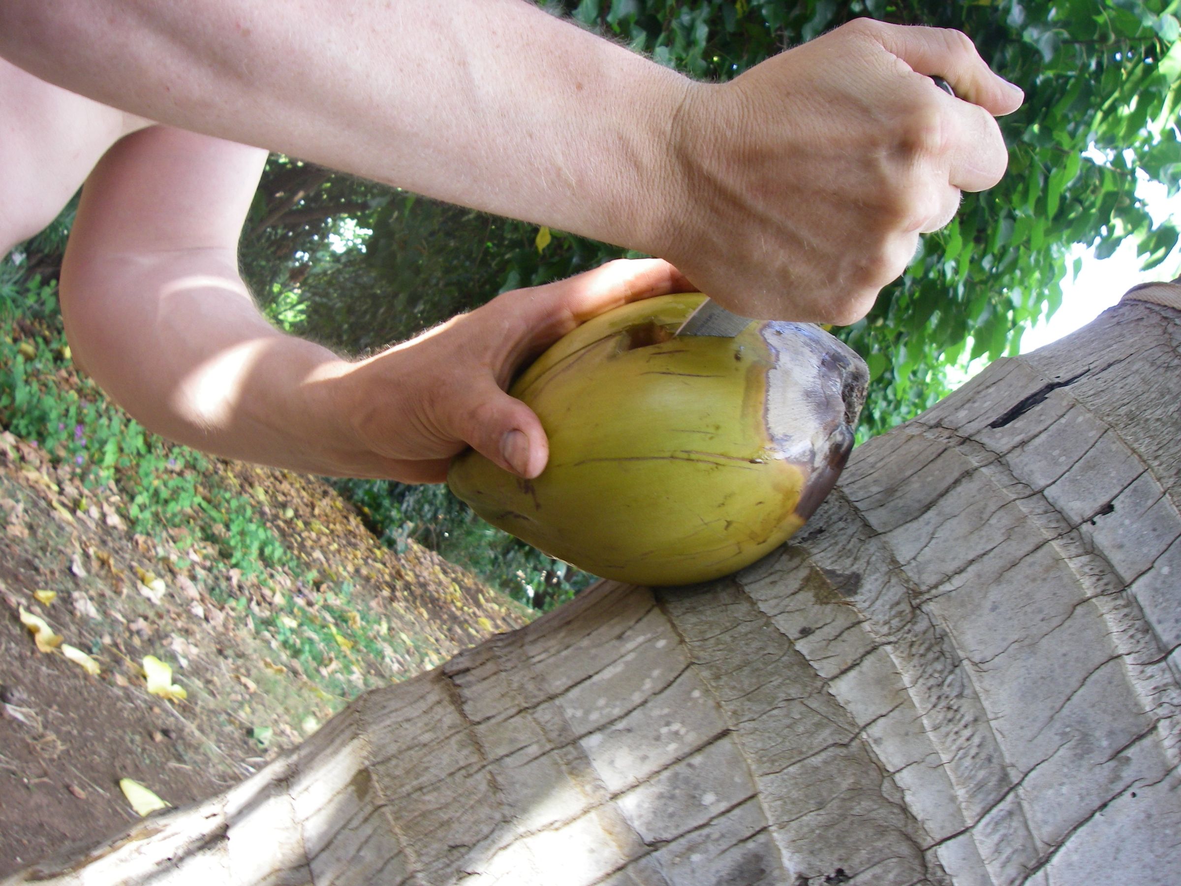 How to Open and Drink a Coconut : 13 Steps (with Pictures) - Instructables