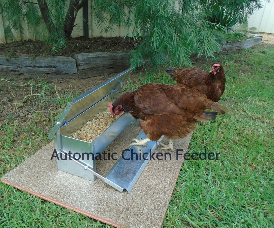 Automatic Chicken Feeder : 6 Steps (with Pictures) - Instructables