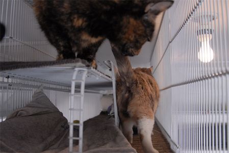 Cat Enclosure - Tunnel, Save Space ('CatWalk Is My Road' - AKahn ...