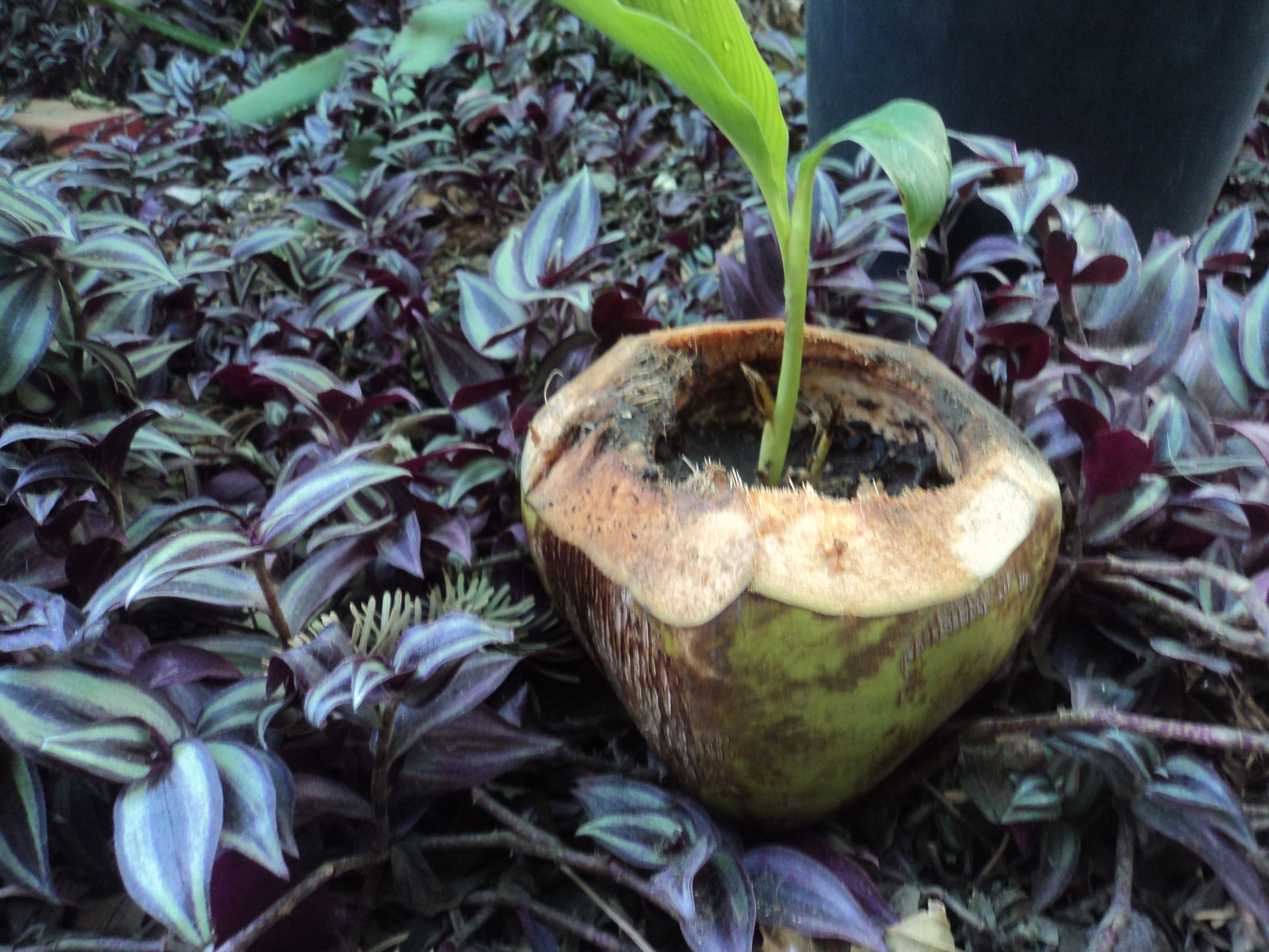 how to make an ecological young coconut planter DIY Project - Step-by ...