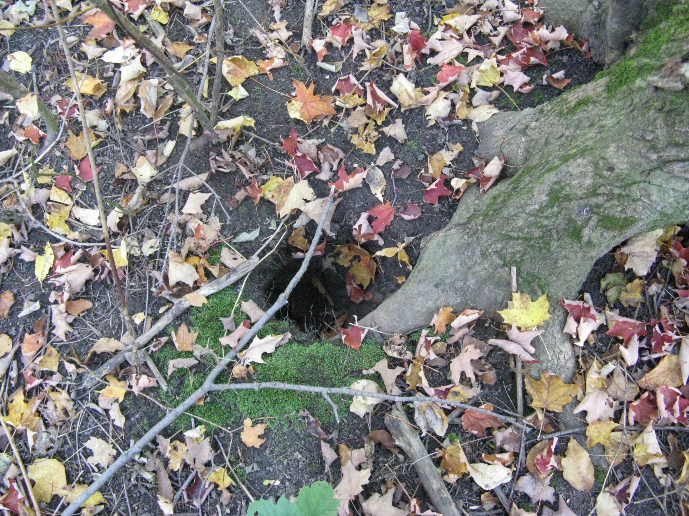 Snaring : 9 Steps (with Pictures) - Instructables