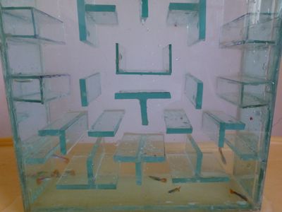 Pac Man Fish Tank : 8 Steps (with Pictures) - Instructables
