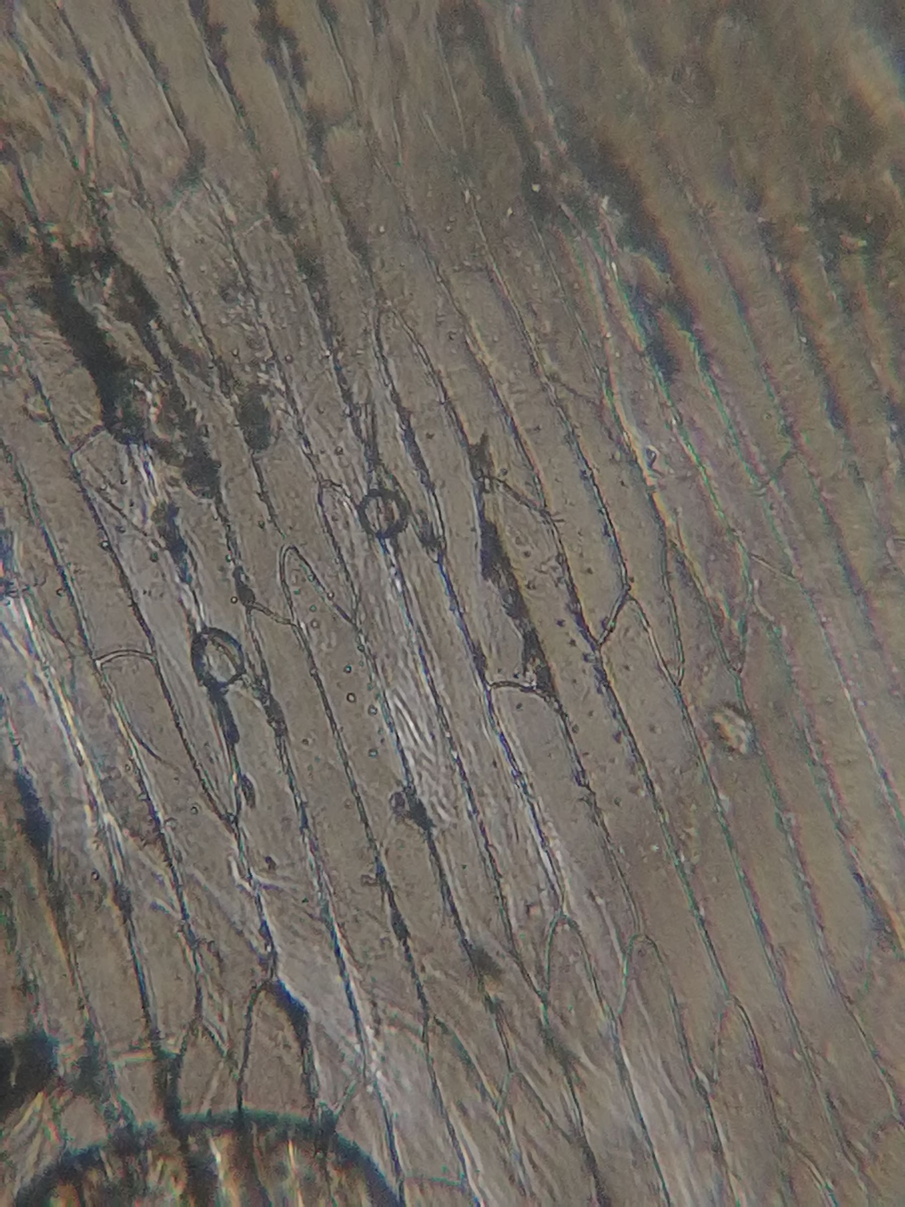 DIY X200 Microscope : 13 Steps (with Pictures) - Instructables