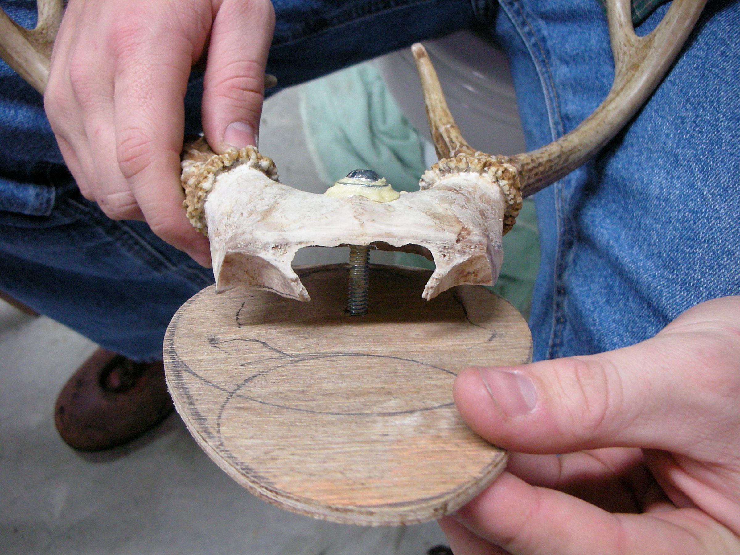 Mounting Deer Antlers : 10 Steps (with Pictures) - Instructables